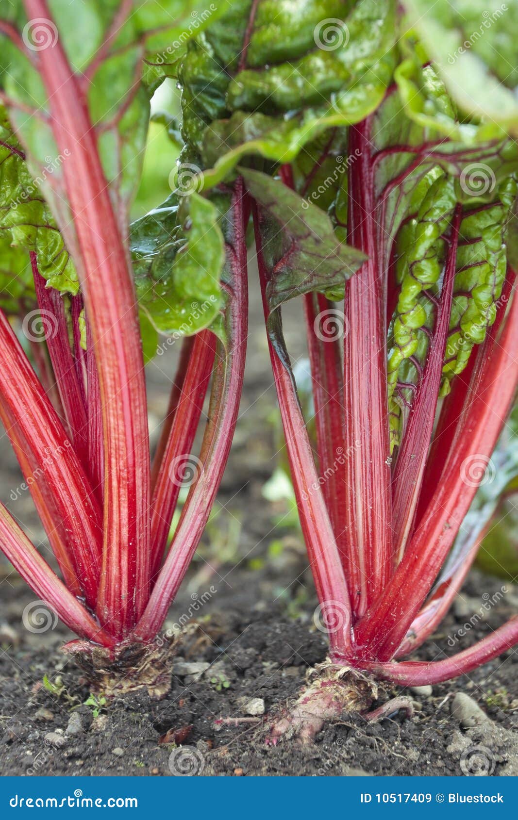 Swiss Chard Growig in Garden Stock Image - Image of growing, green ...
