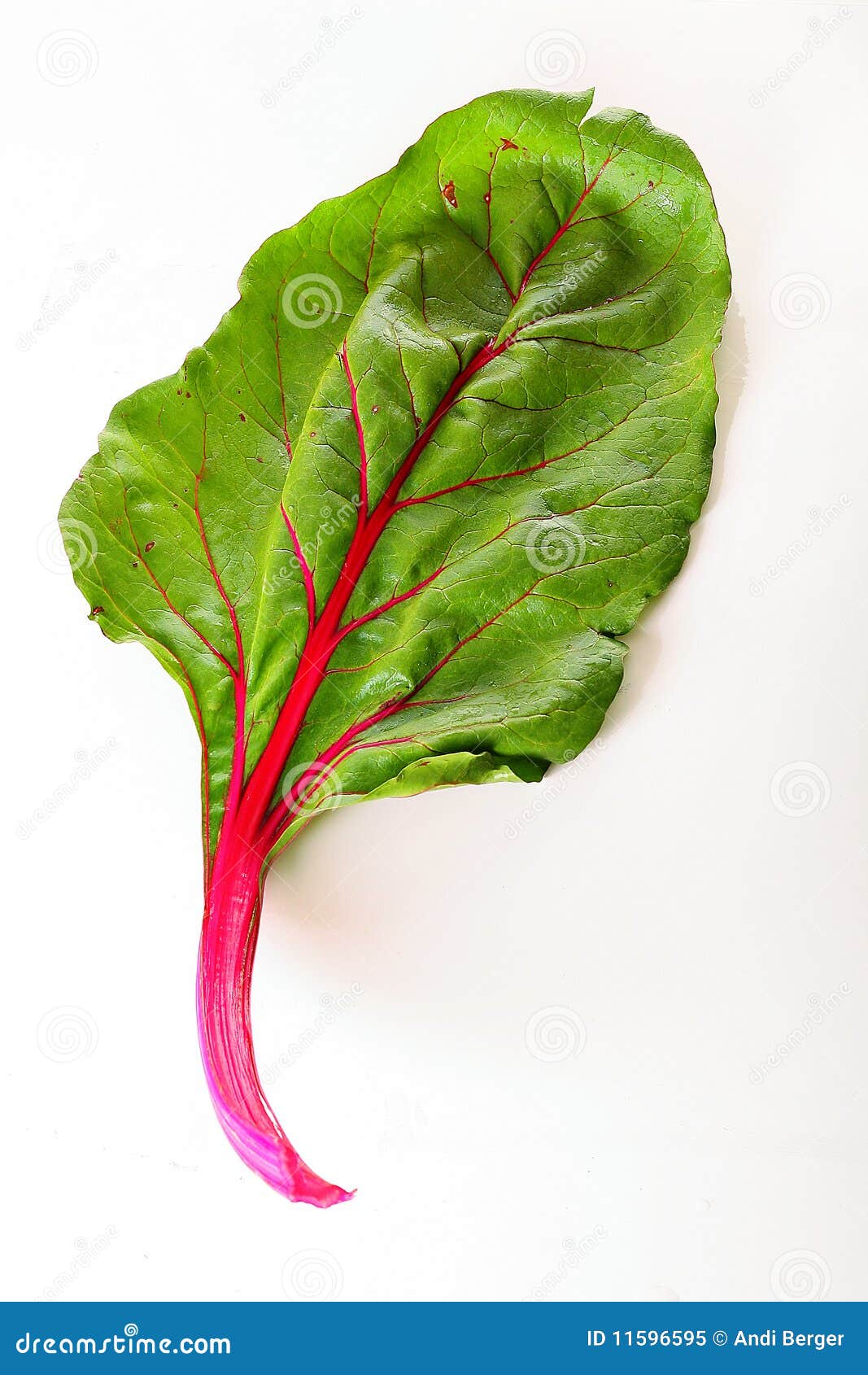 Swiss Chard Isolated on White Stock Image - Image of colorful, purple ...