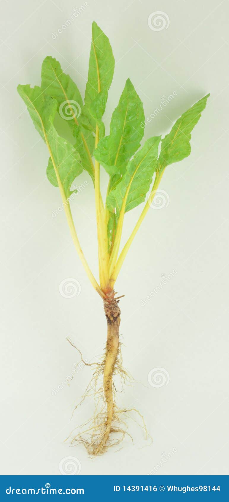 Swiss chard, roots and all stock photo. Image of plant - 14391416