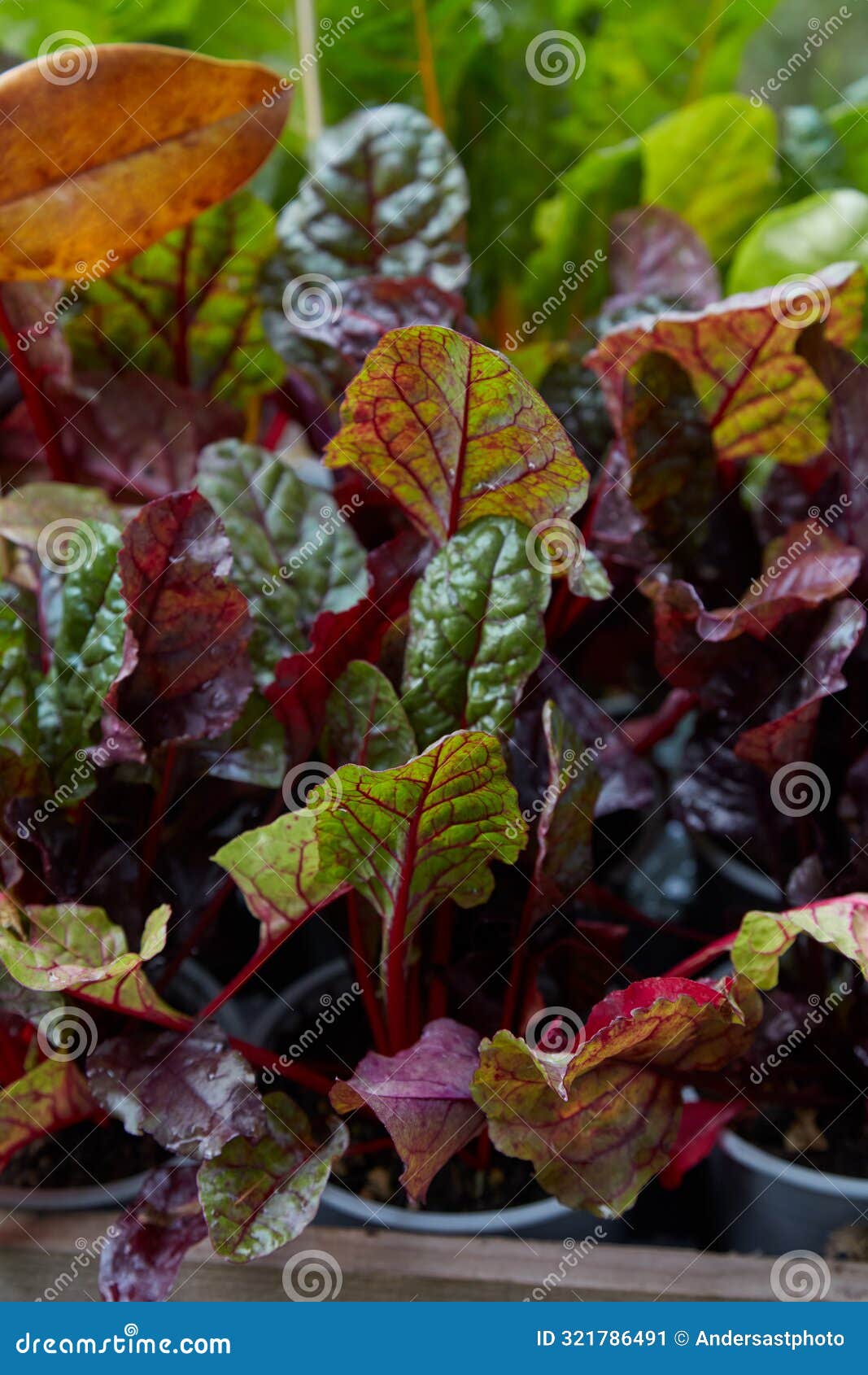 Swiss Chard Vegetable Plants in Vases Stock Image - Image of chard ...