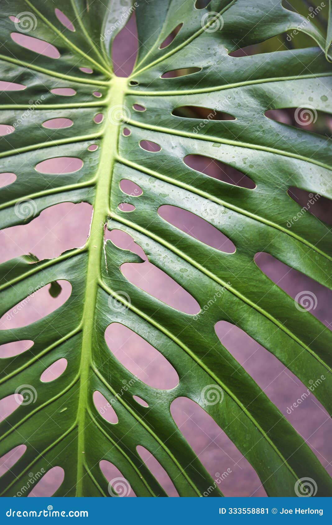 Swiss cheese plant leaf. stock image. Image of foliage - 333558881
