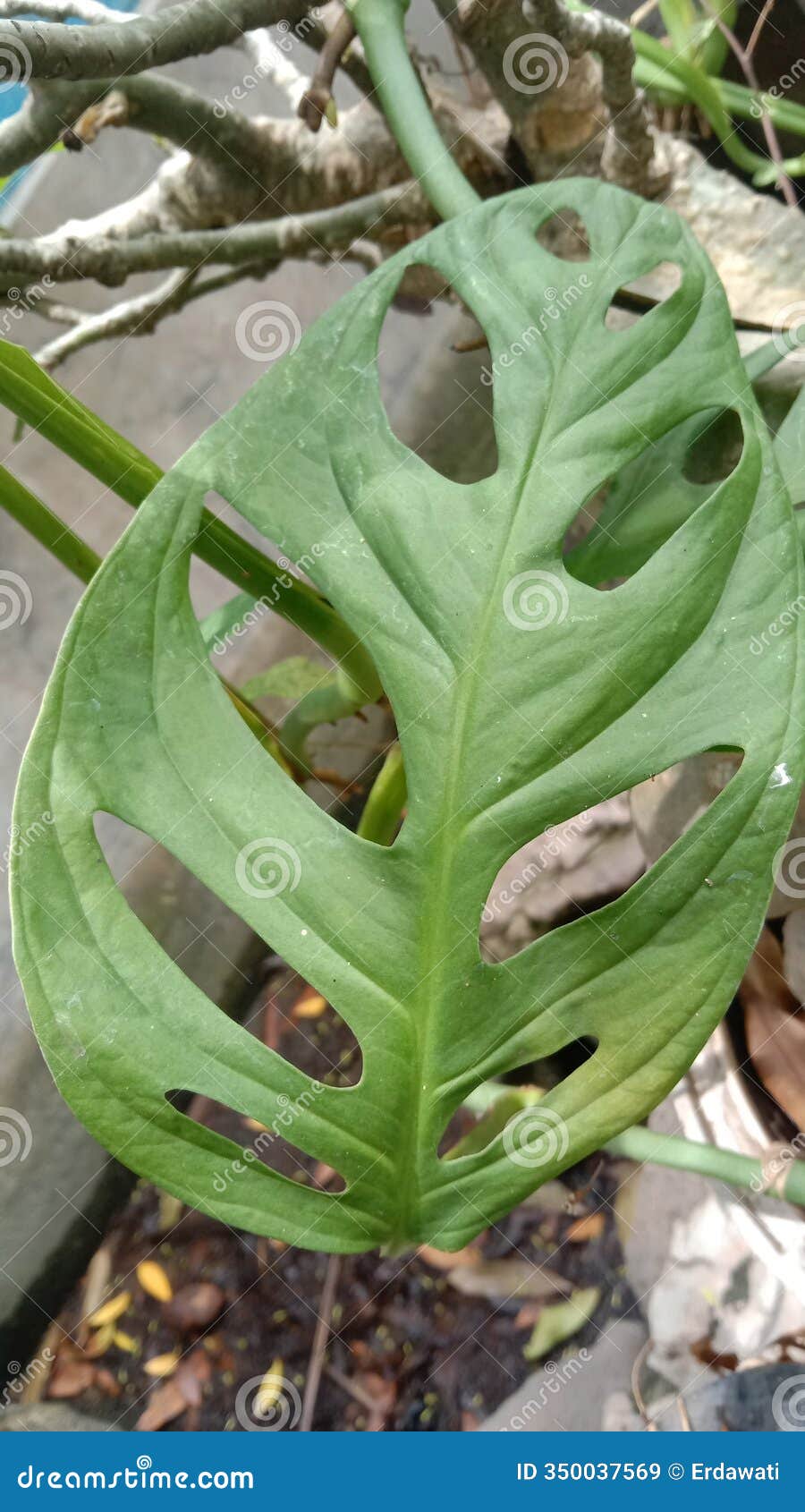 Swiss cheese plant leaves stock image. Image of cheese - 350037569
