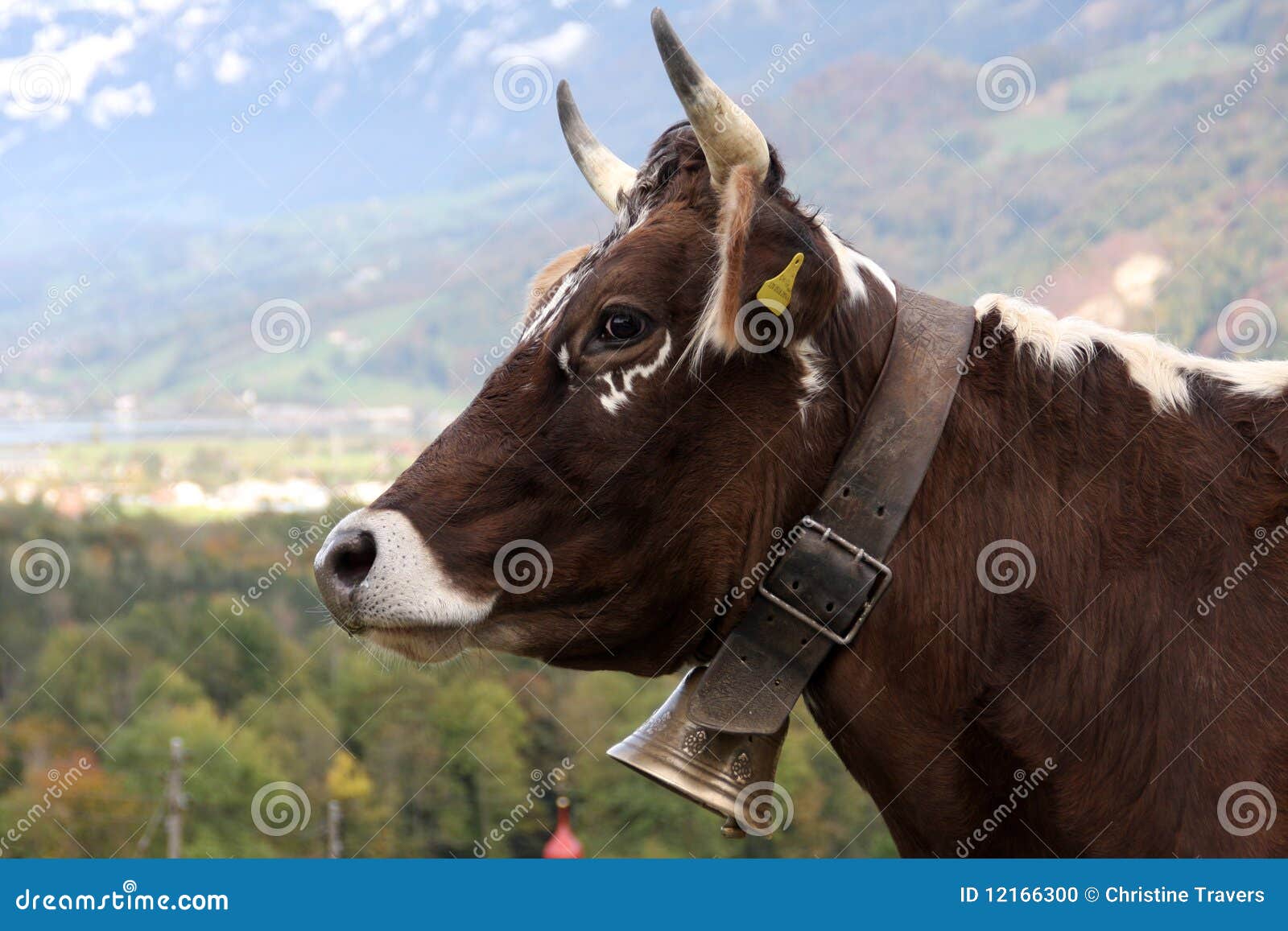 Swiss cow stock photo. Image of switzerland, horn, swiss - 12166300