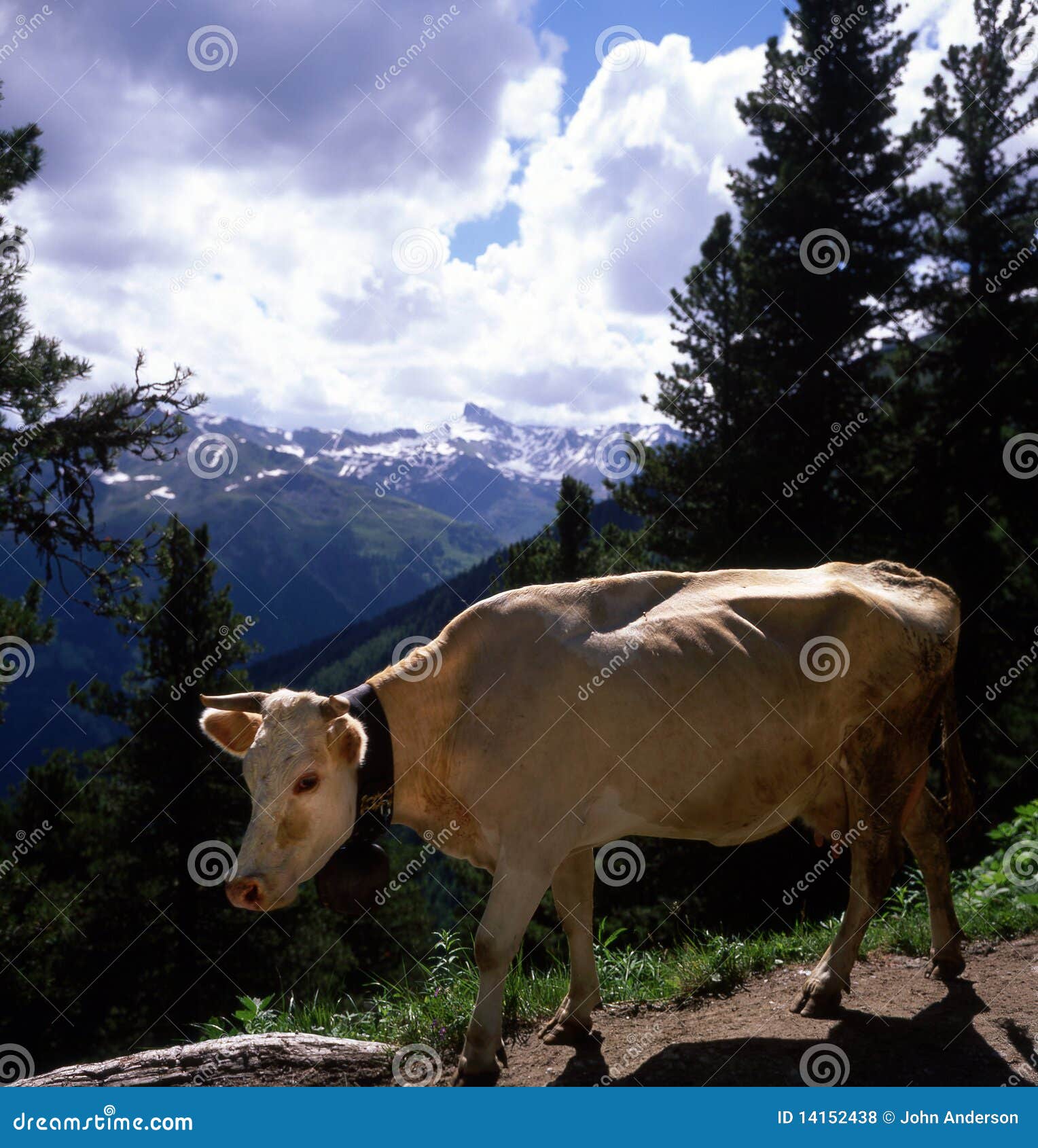 Swiss cow stock photo. Image of mountains, farm, trees - 14152438
