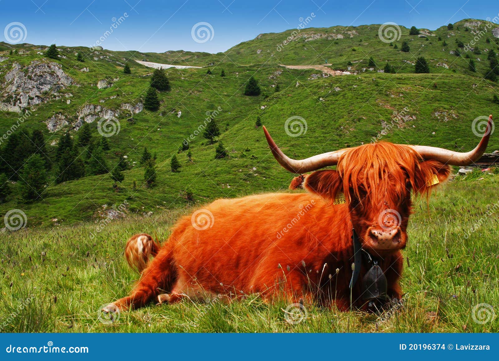 Swiss cow stock photo. Image of rural, pasture, organic - 20196374