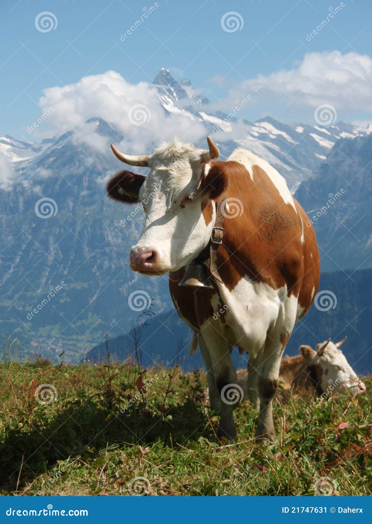 Swiss cow stock image. Image of mountains, nature, brown - 21747631
