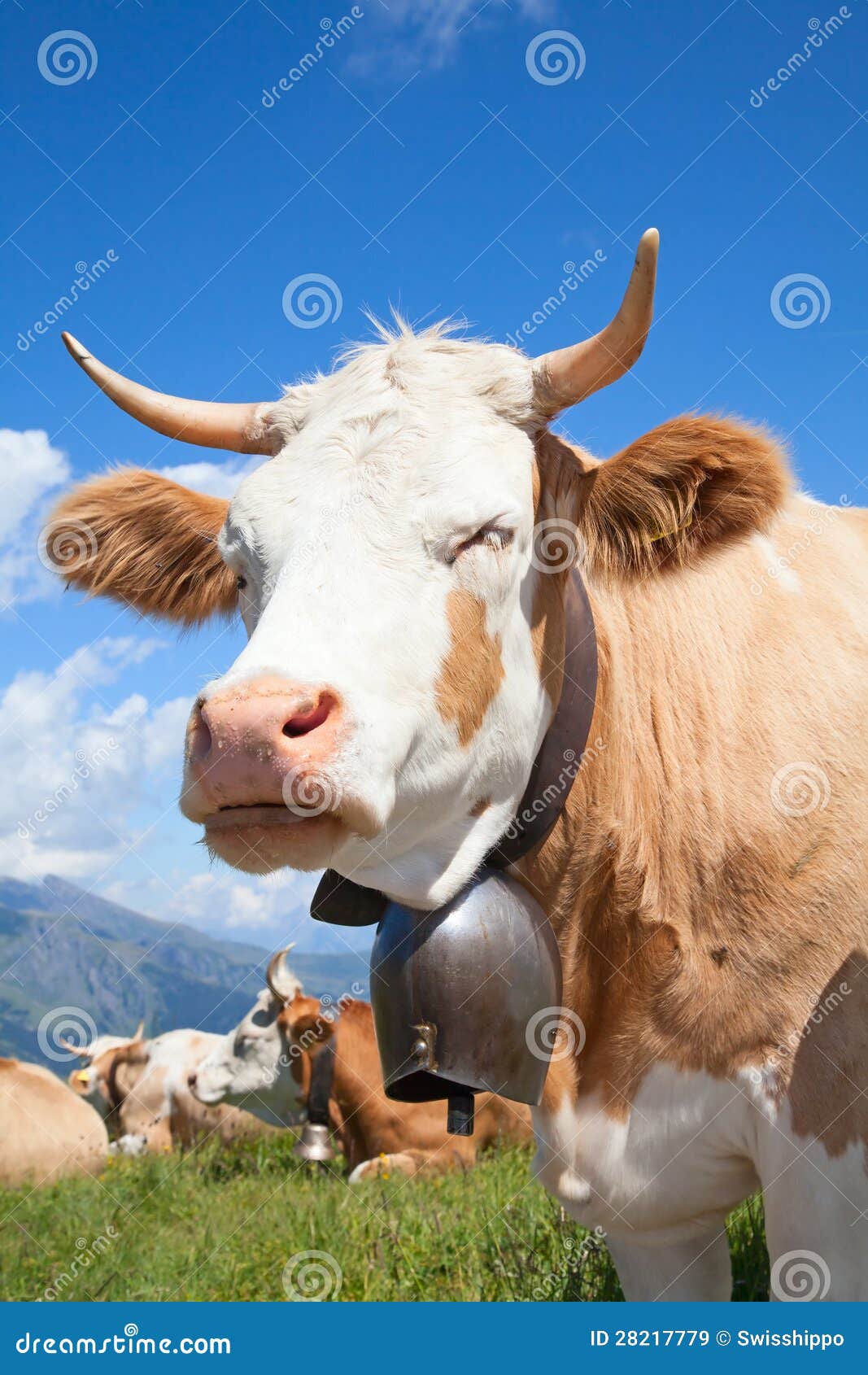 Swiss cow stock image. Image of hill, environment, ecotourism - 28217779