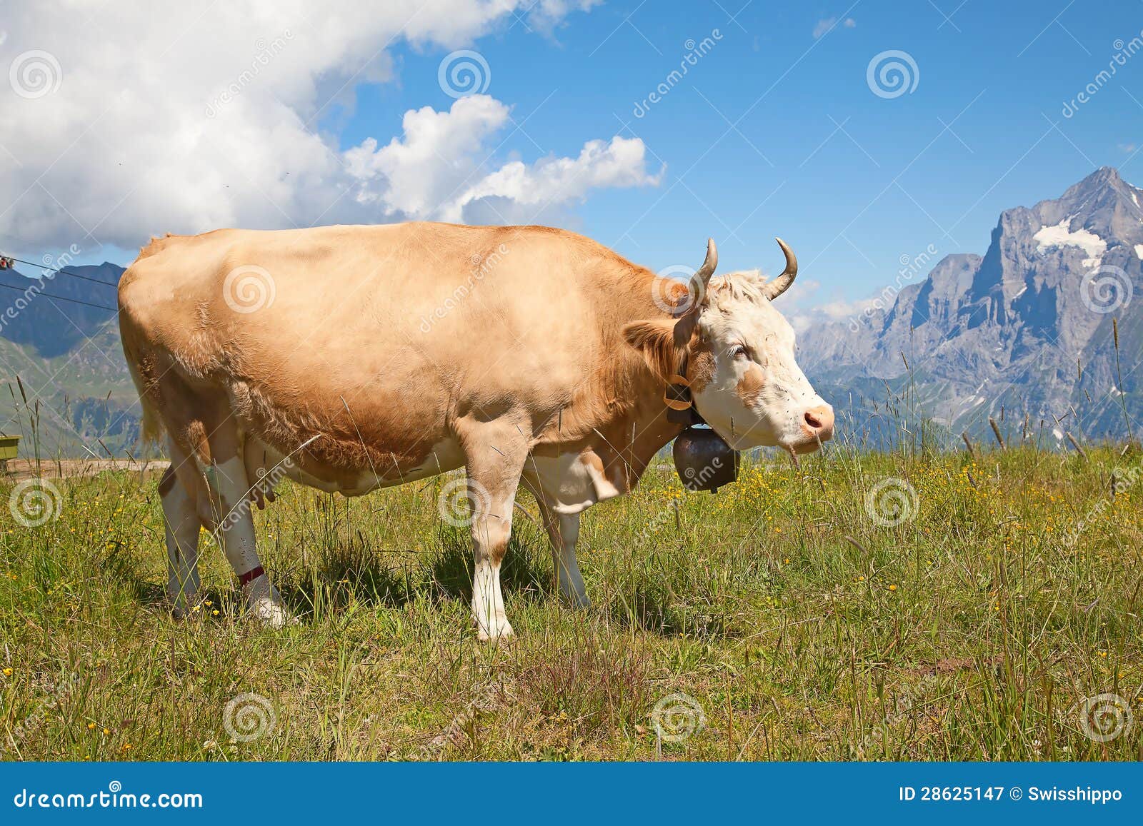 Swiss cow stock image. Image of meadow, farming, boulder - 28625147