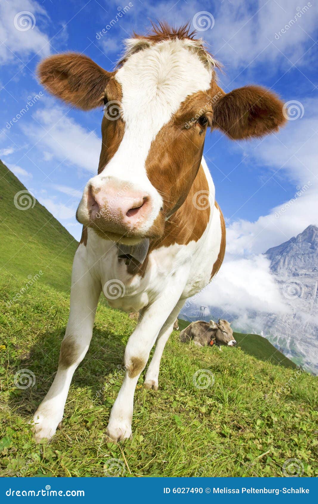 Swiss cow stock photo. Image of looking, milk, mammals - 6027490