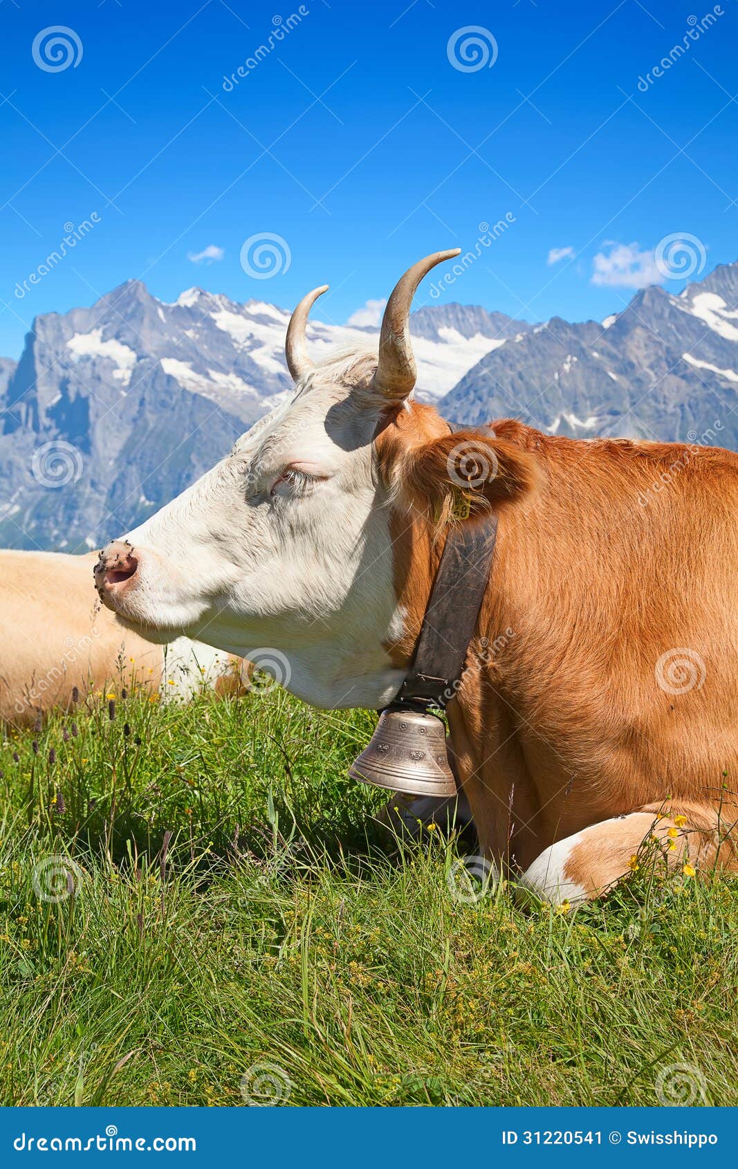 Swiss cow stock image. Image of country, alpine, farm - 31220541