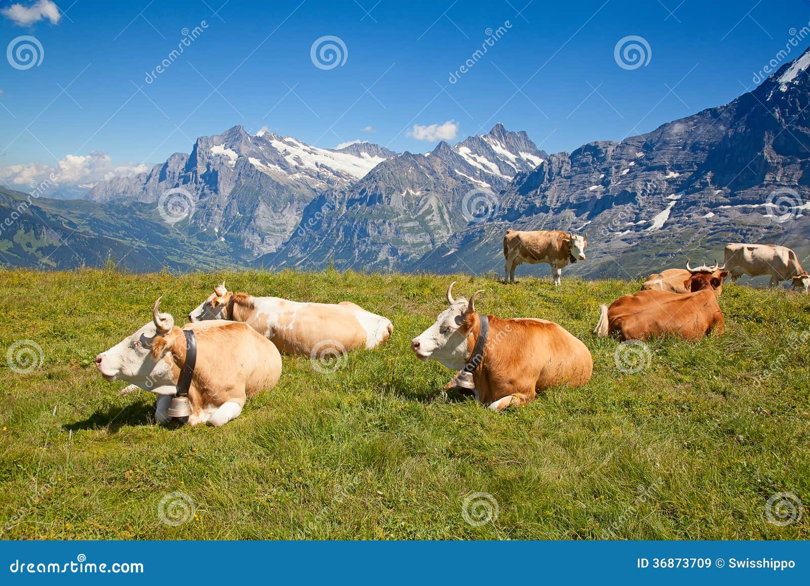 Swiss cow stock image. Image of environment, agriculture - 36873709