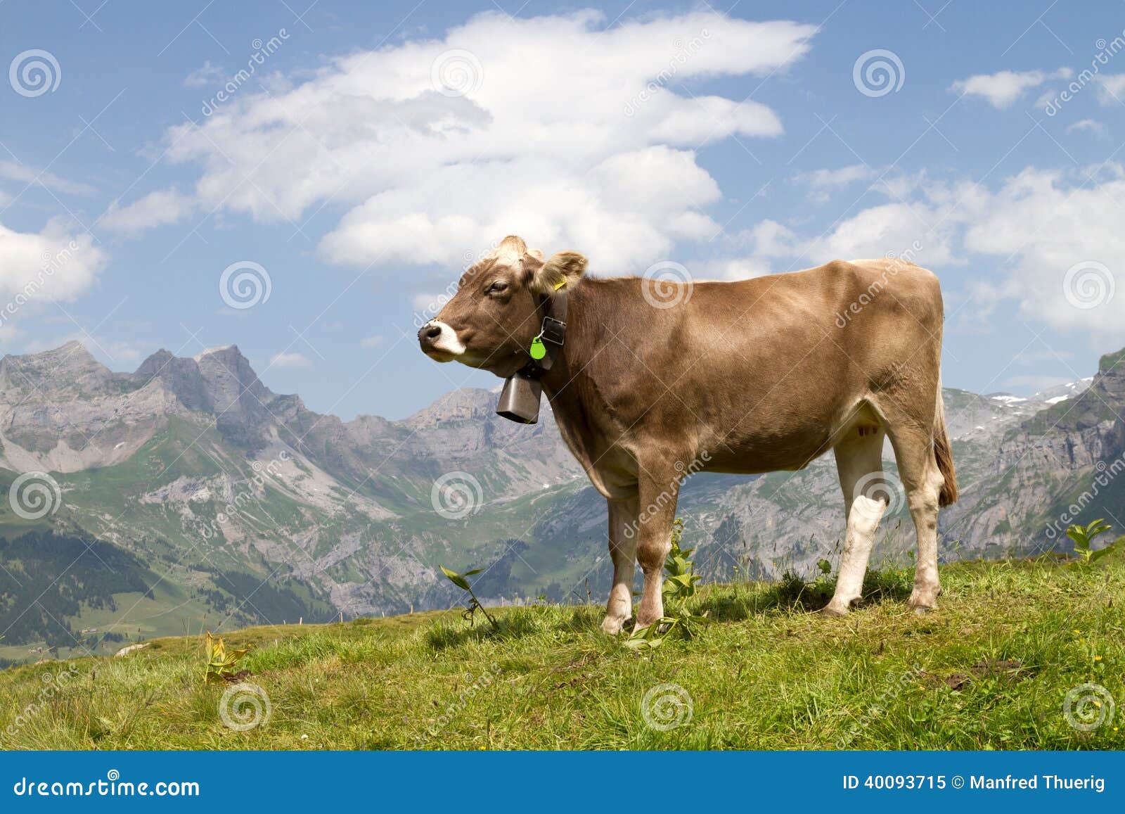 Swiss cow stock image. Image of green, cows, cheese, forest - 40093715