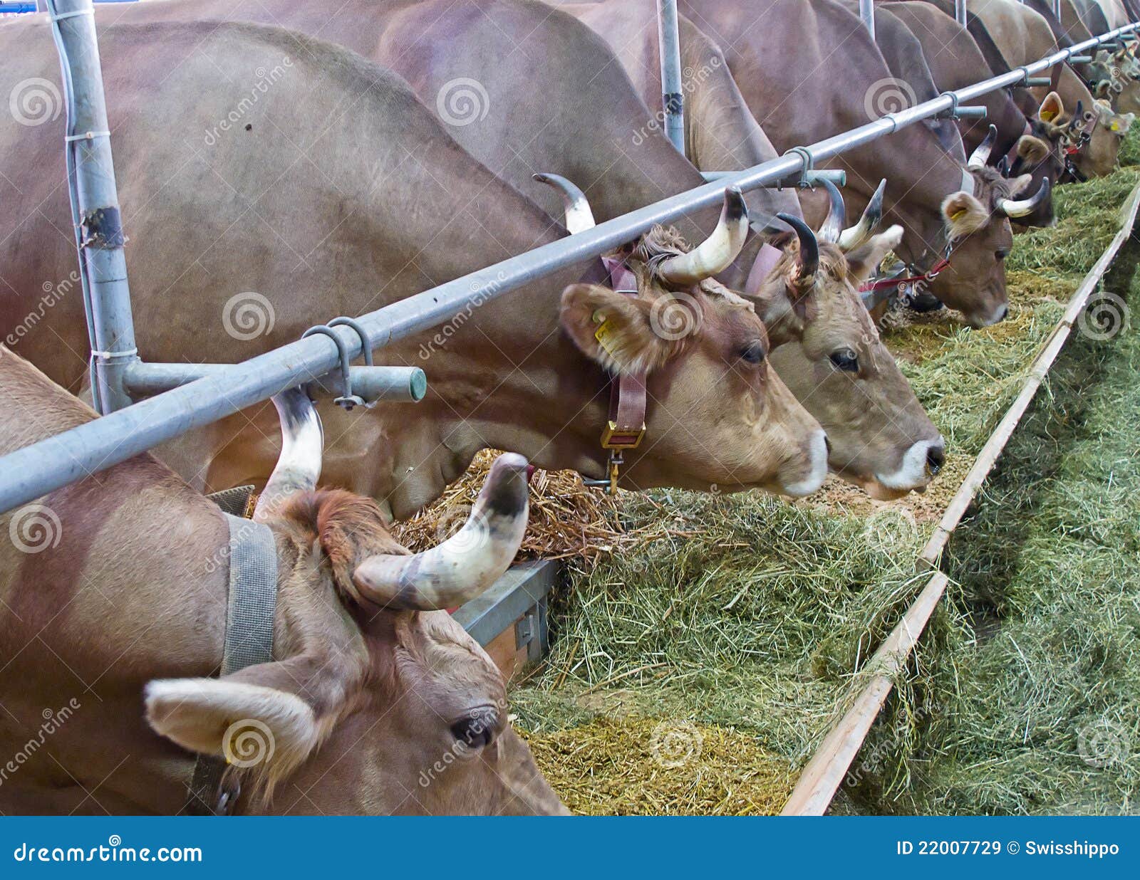 Swiss cow farm stock image. Image of industry, cattle - 22007729