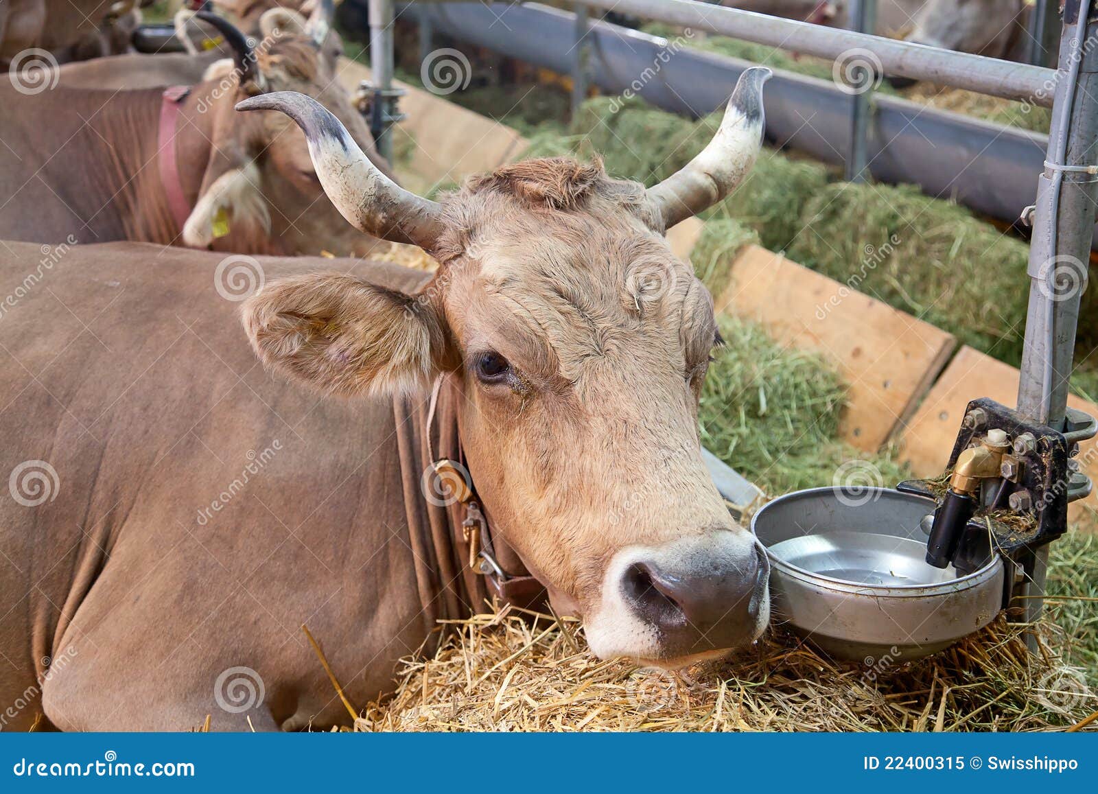 Swiss cow farm stock image. Image of bull, countryside - 22400315