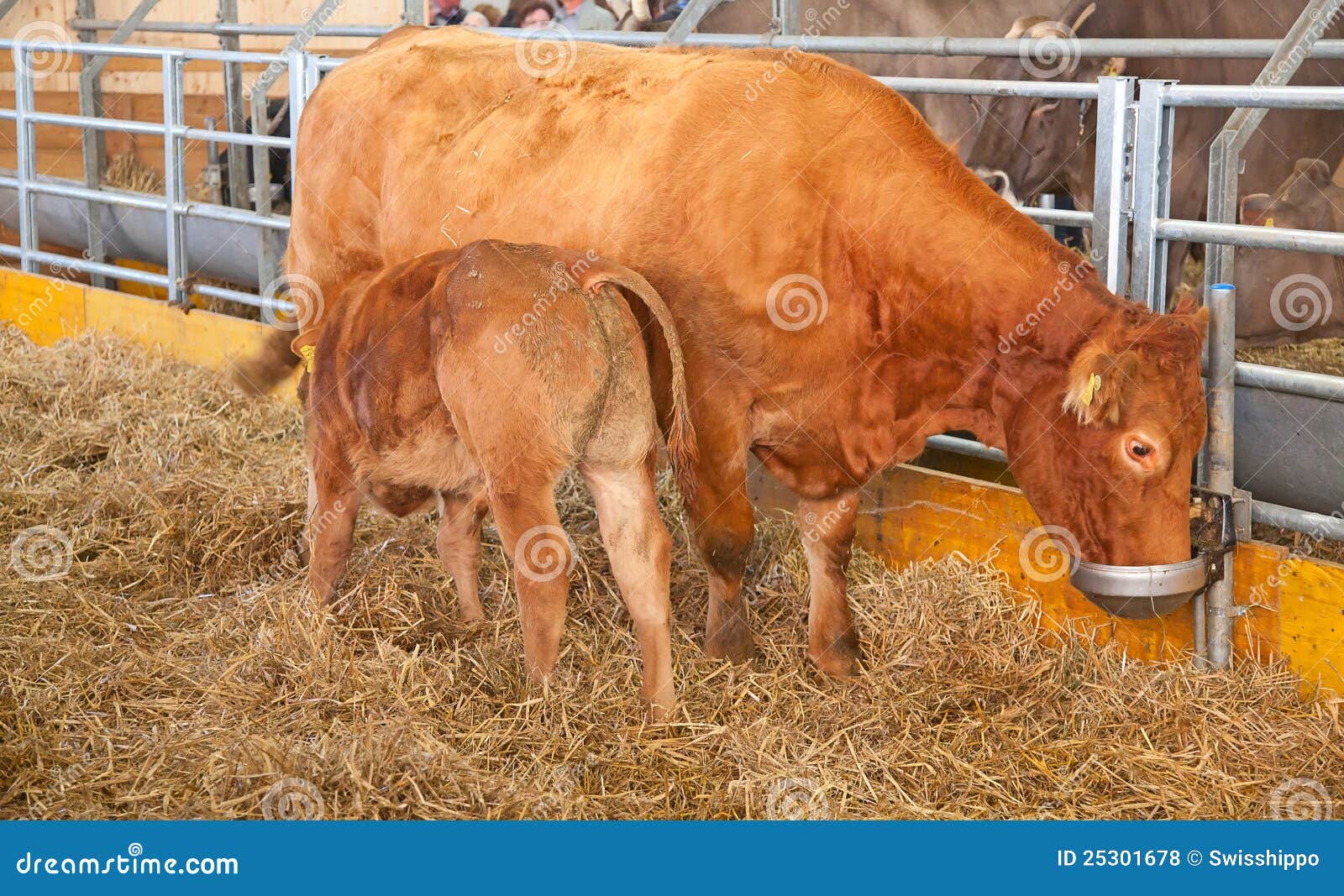 Swiss cow farm stock photo. Image of present, black, clean - 25301678