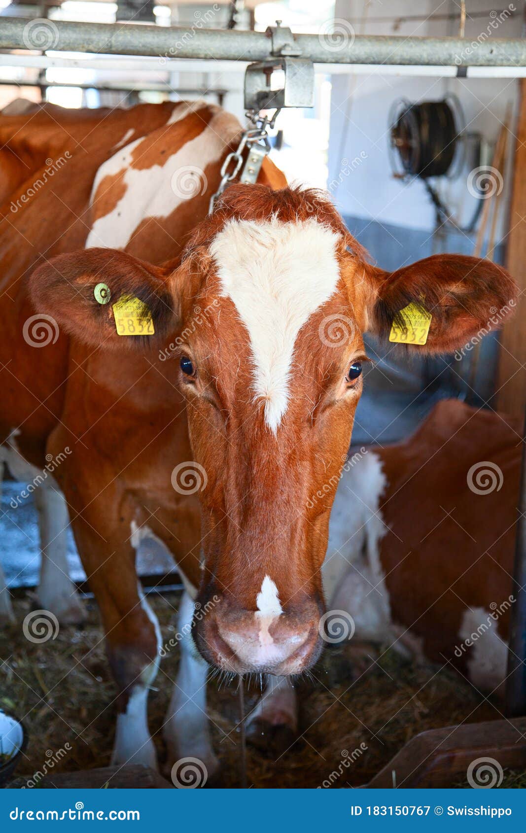 Swiss cow farm stock image. Image of countryside, mammals - 183150767