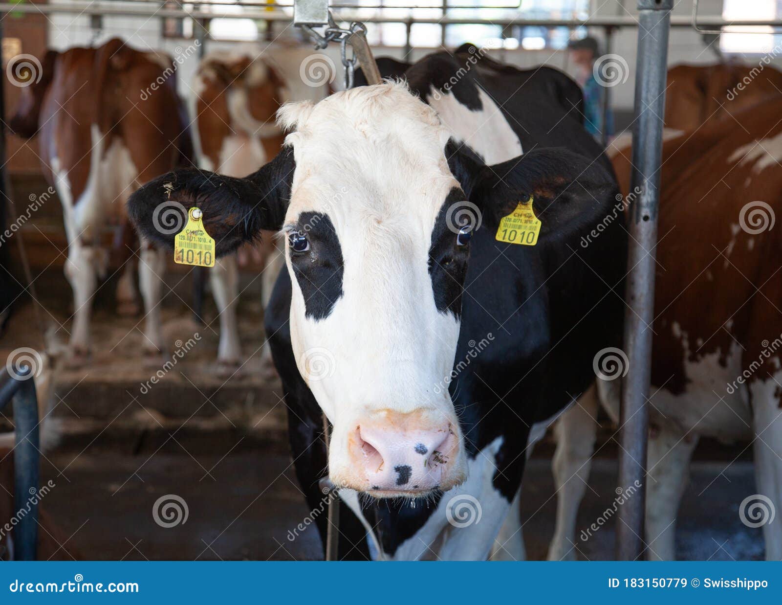 Swiss cow farm stock image. Image of feed, production - 183150779