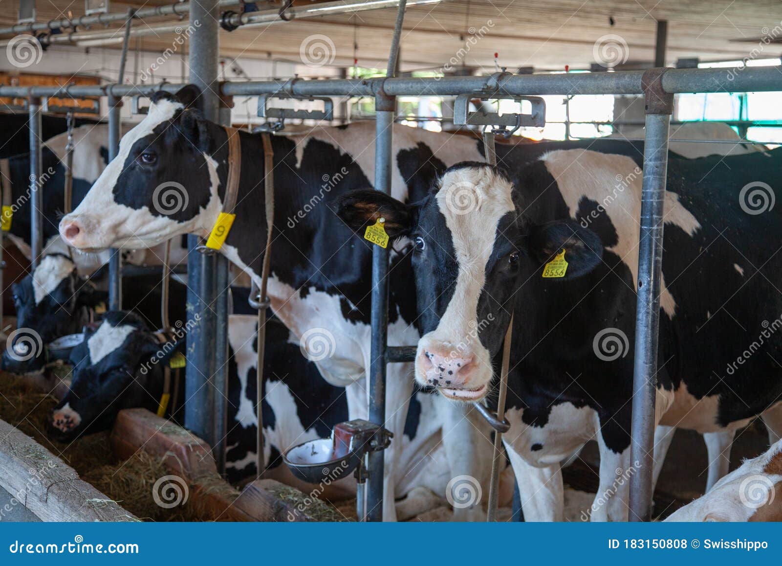 Swiss cow farm editorial stock photo. Image of area - 183150808