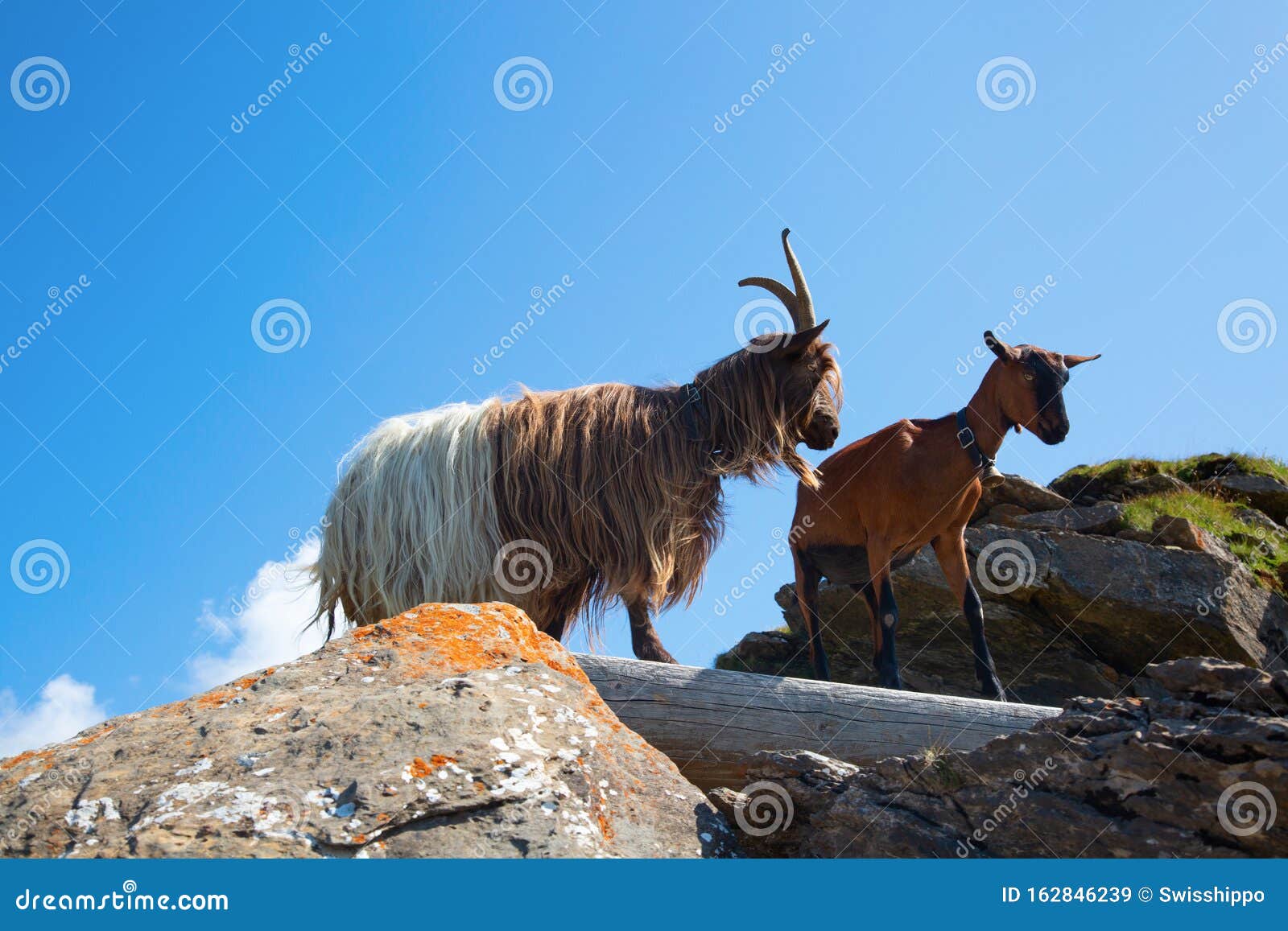 Swiss goat stock image. Image of meadow, germany, mountaineering ...