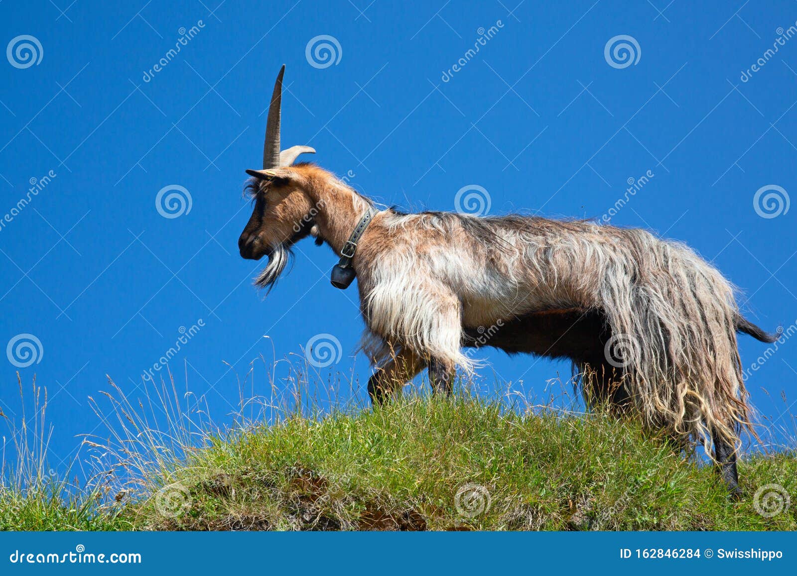 Swiss goat stock photo. Image of herd, grass, mountains - 162846284