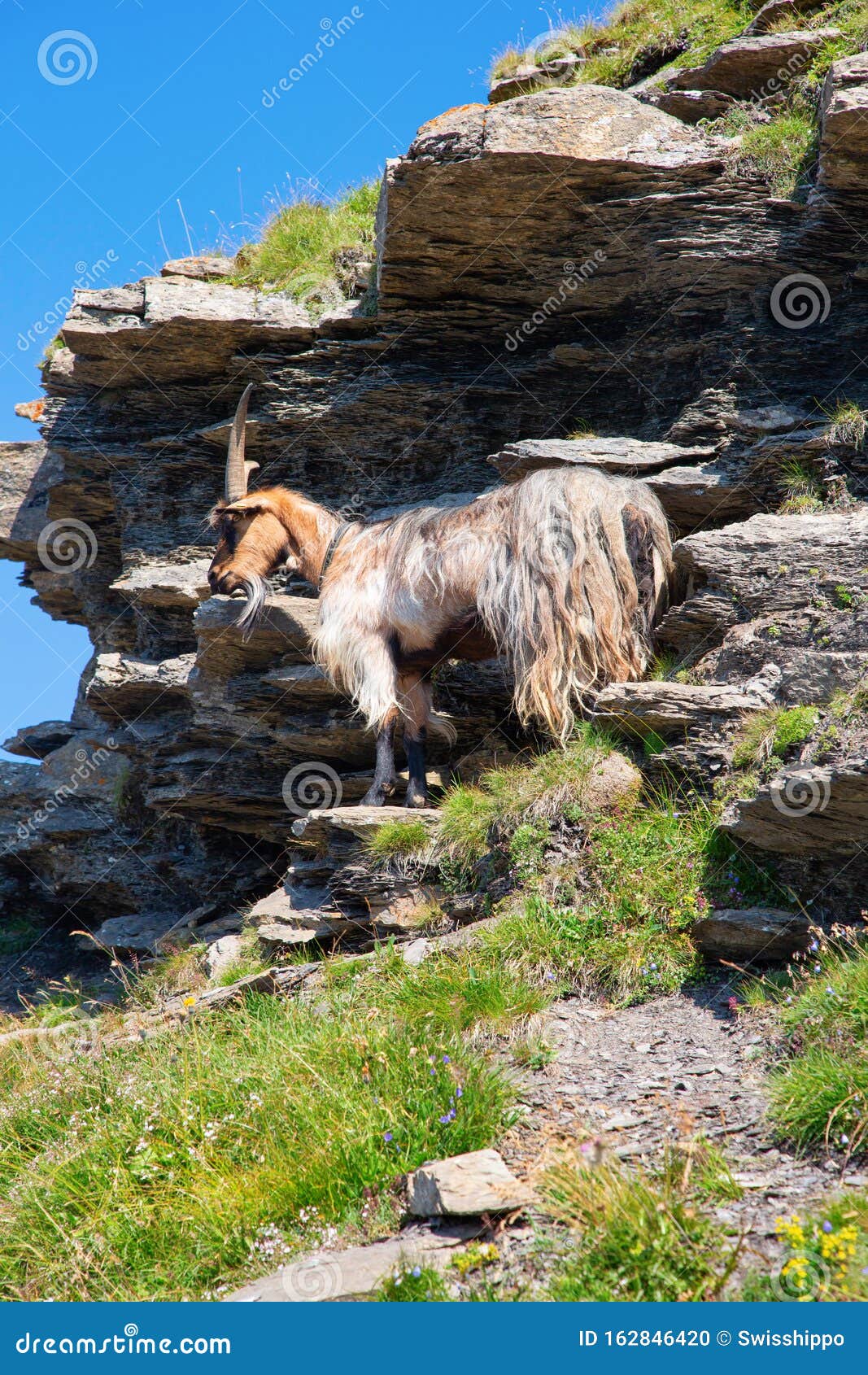Swiss goat stock photo. Image of hiking, mountaineering - 162846420