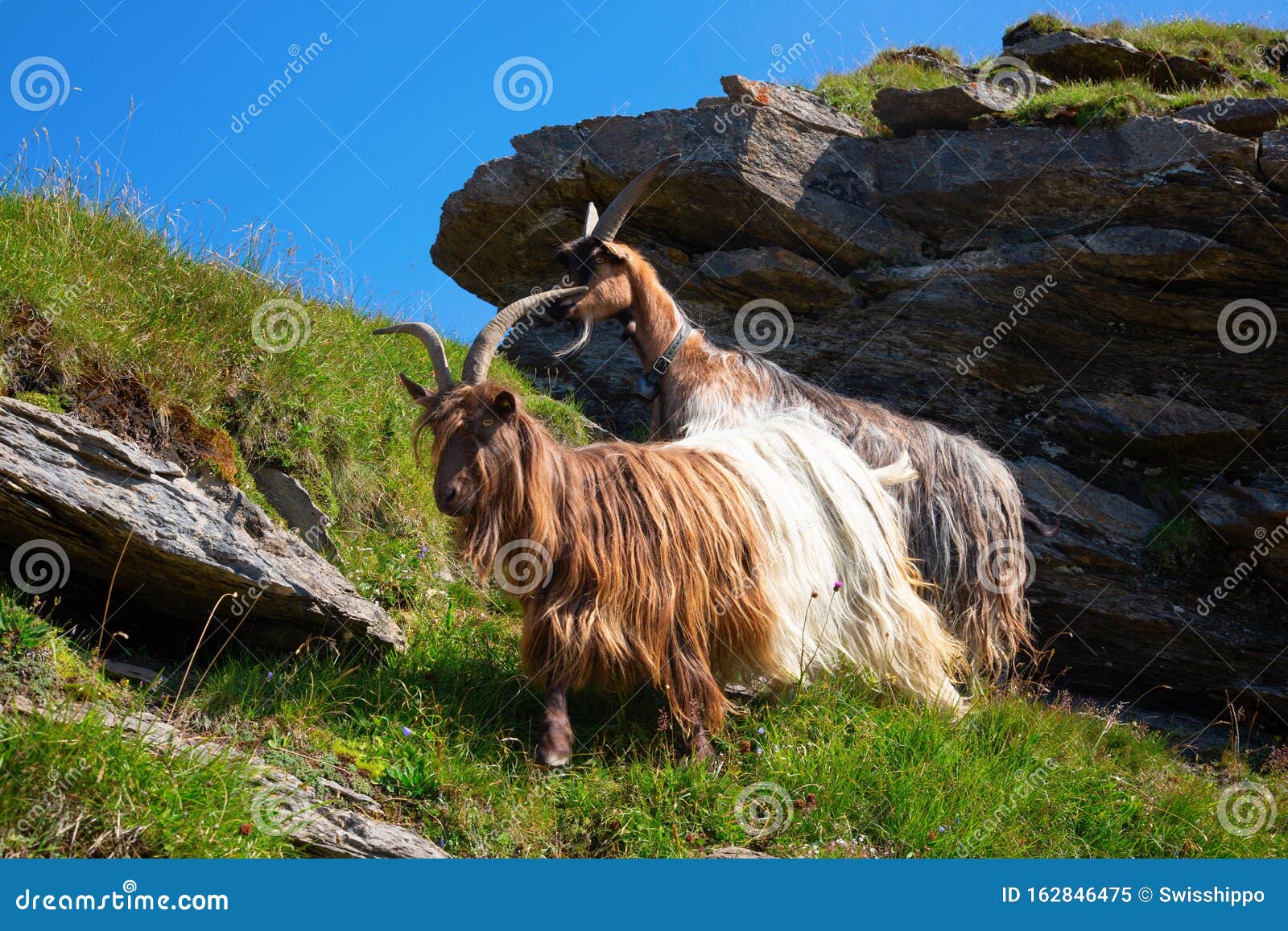 Swiss goat stock image. Image of boulder, cheese, clouds - 162846475