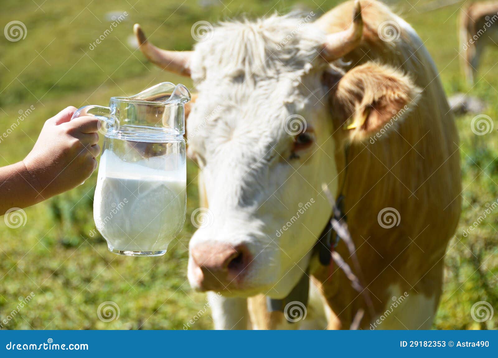Swiss cow and milk stock image. Image of idyllic, meadow - 29182353