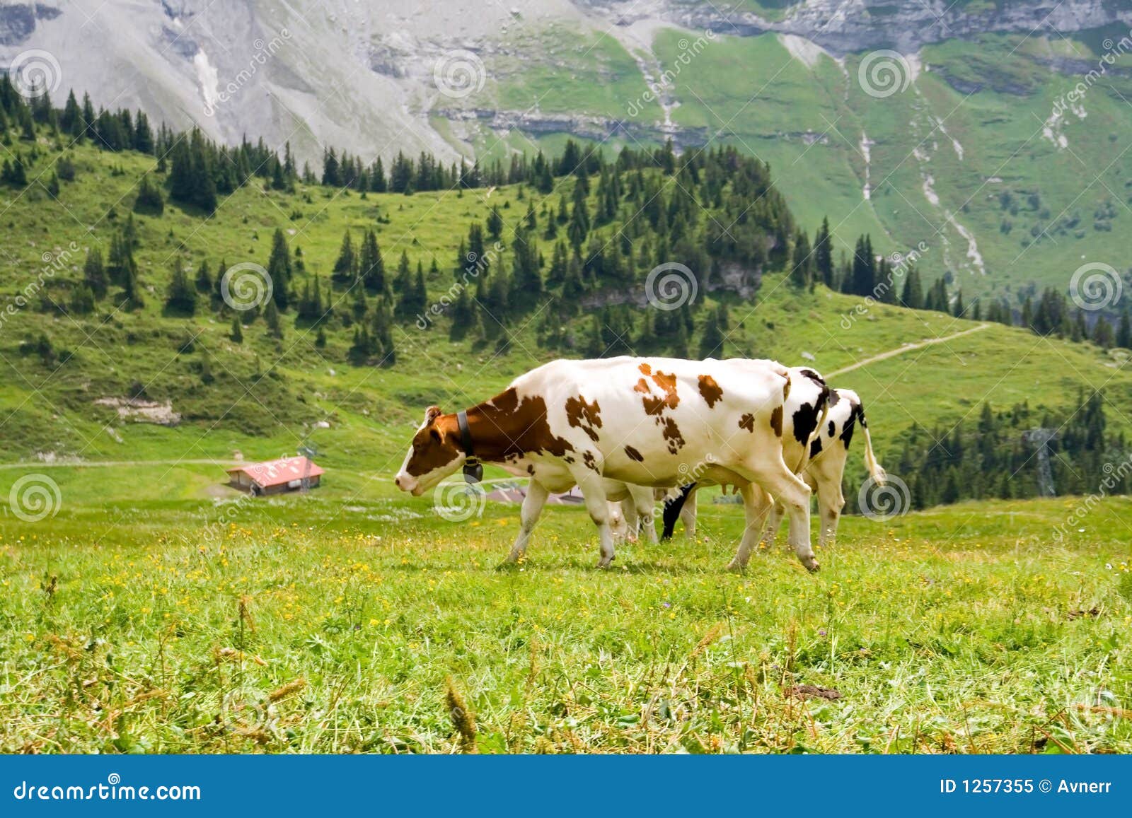 Swiss cows stock image. Image of animals, livestock, swiss - 1257355