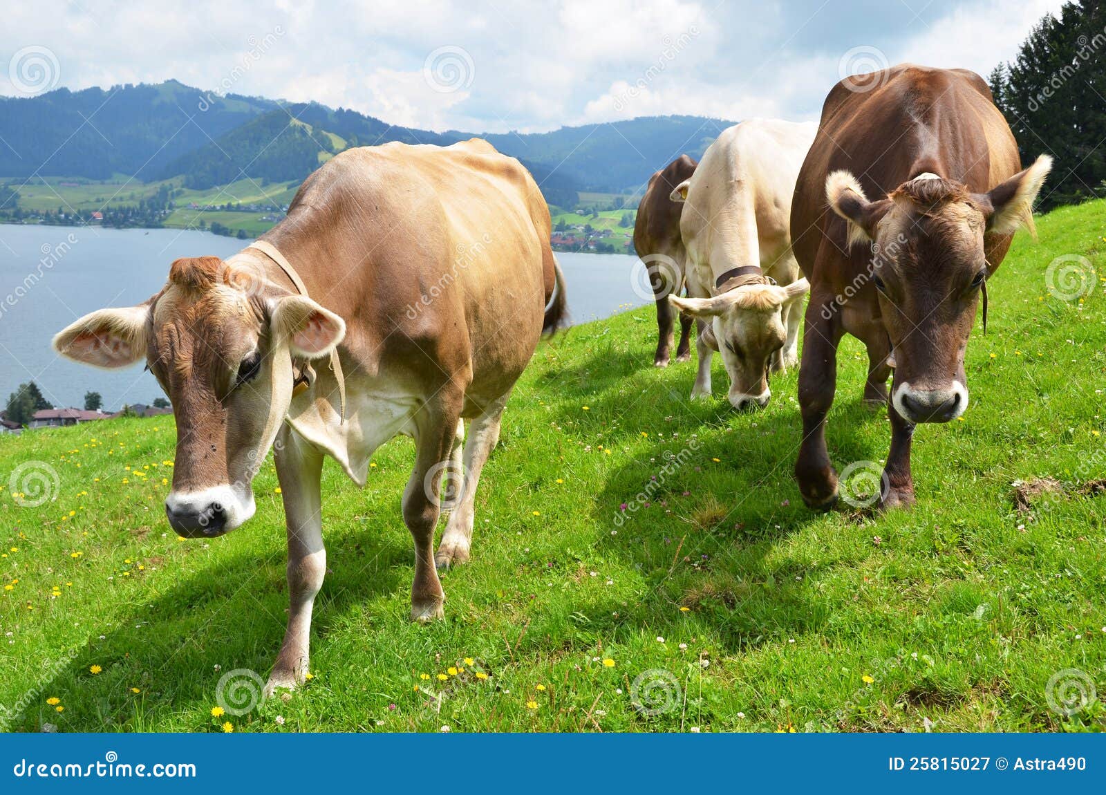 Swiss cows stock image. Image of idyll, paradise, agriculture - 25815027