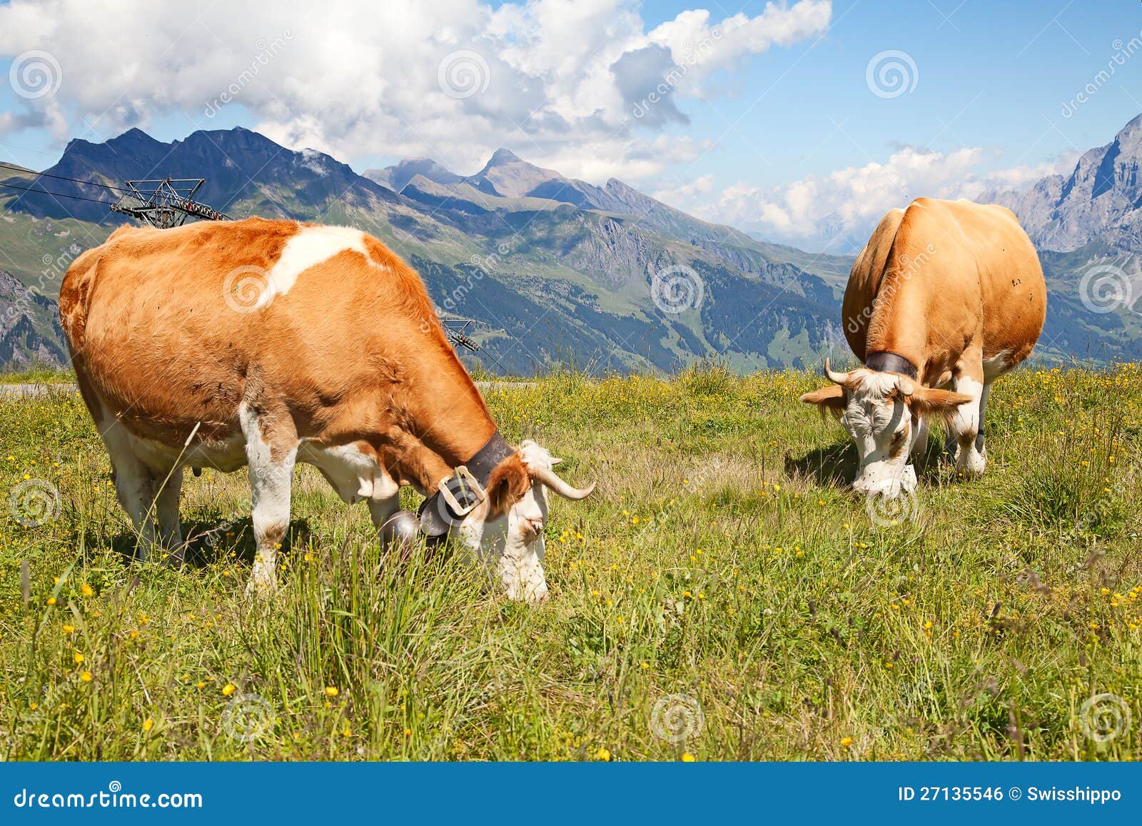 Swiss cows stock photo. Image of ecology, pasture, farm - 27135546