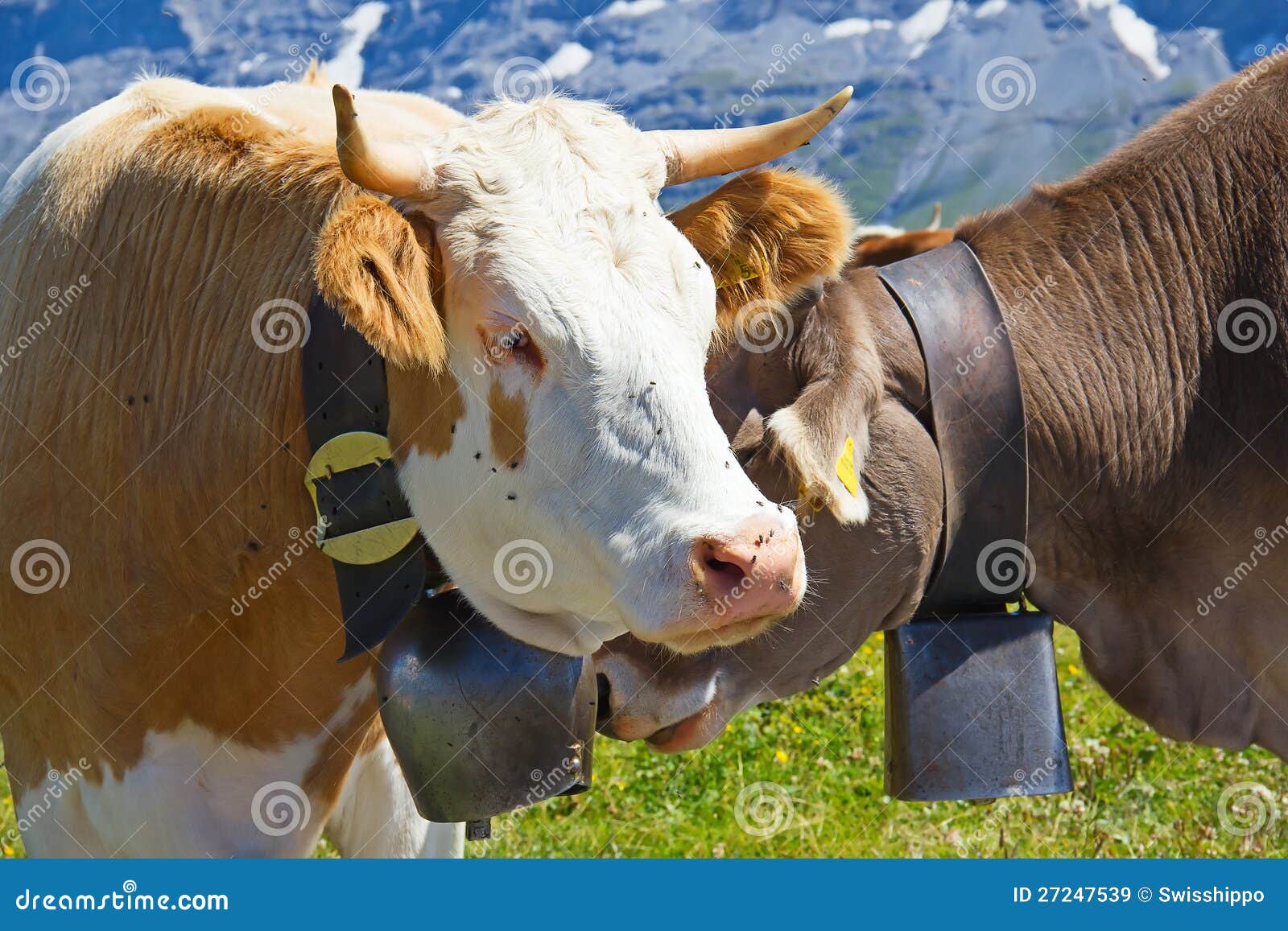 Swiss cows stock image. Image of mountaineering, ecotourism - 27247539