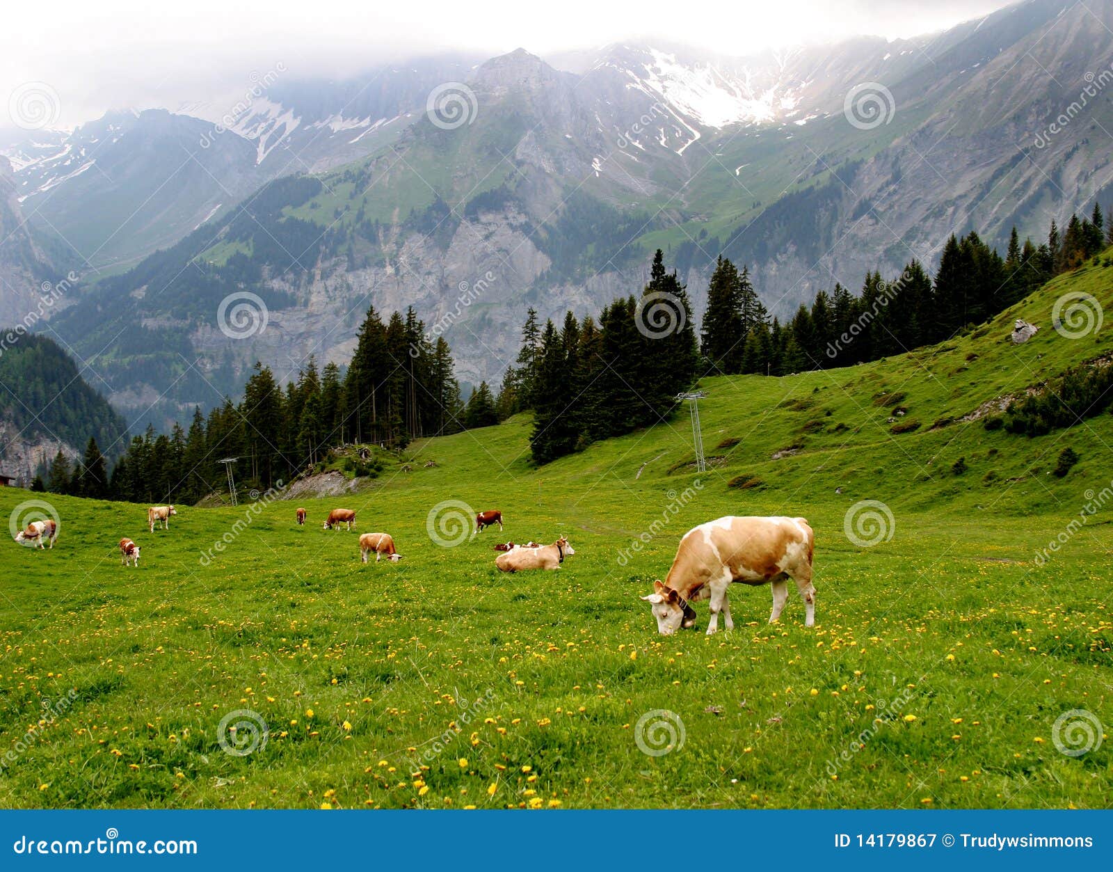 Swiss Cows in the Alps stock image. Image of trees, mountains - 14179867