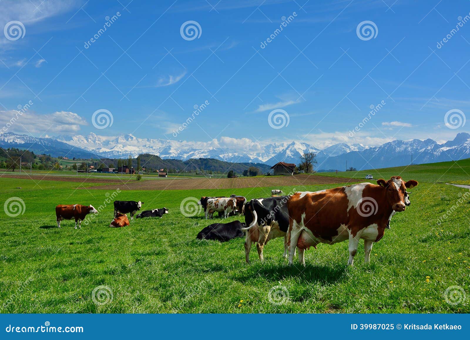 Swiss Cows on Green Pasture Stock Image - Image of country, land: 39987025