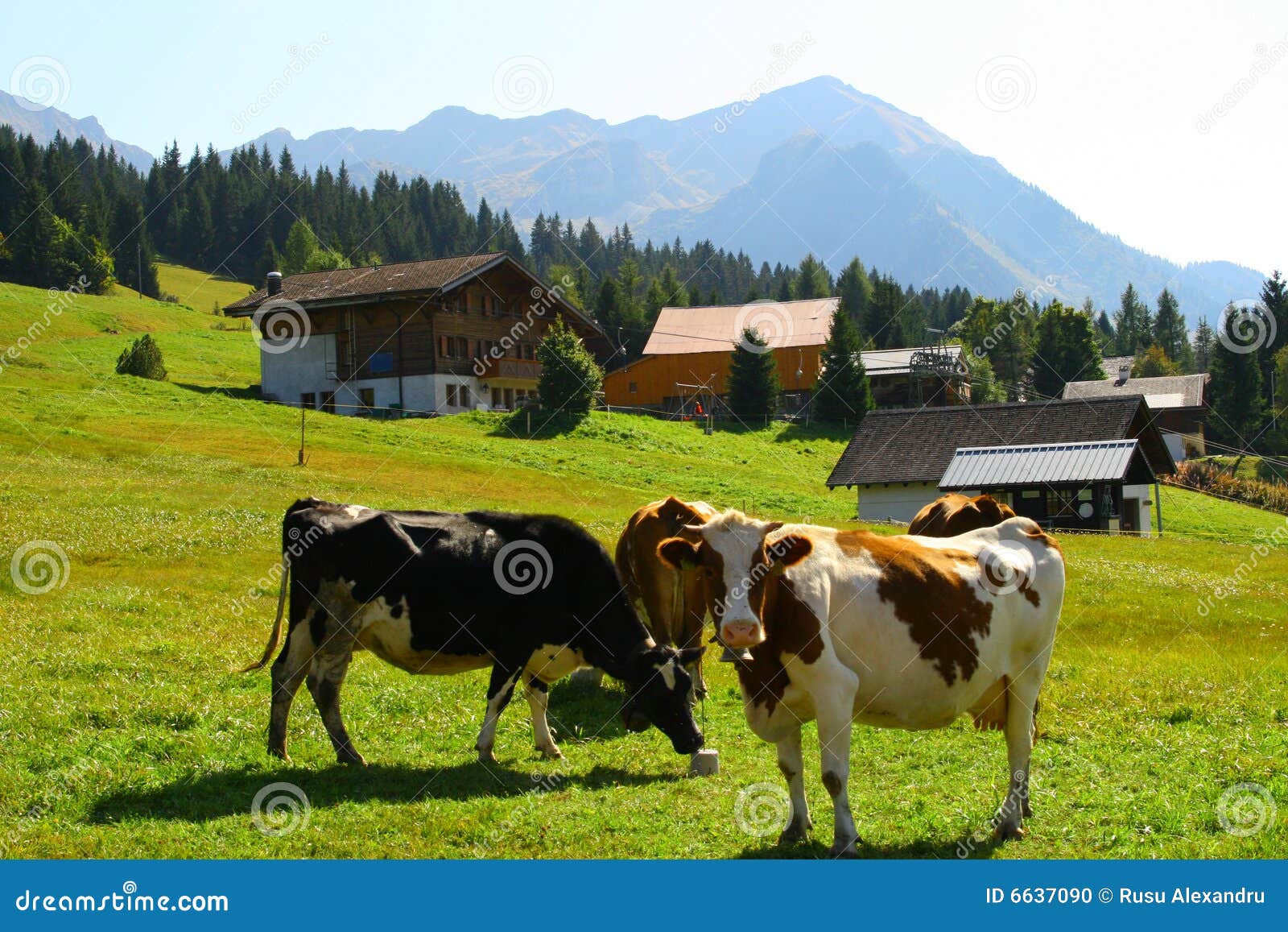 Swiss Cows in the Mountains Stock Photo - Image of farm, cows: 6637090