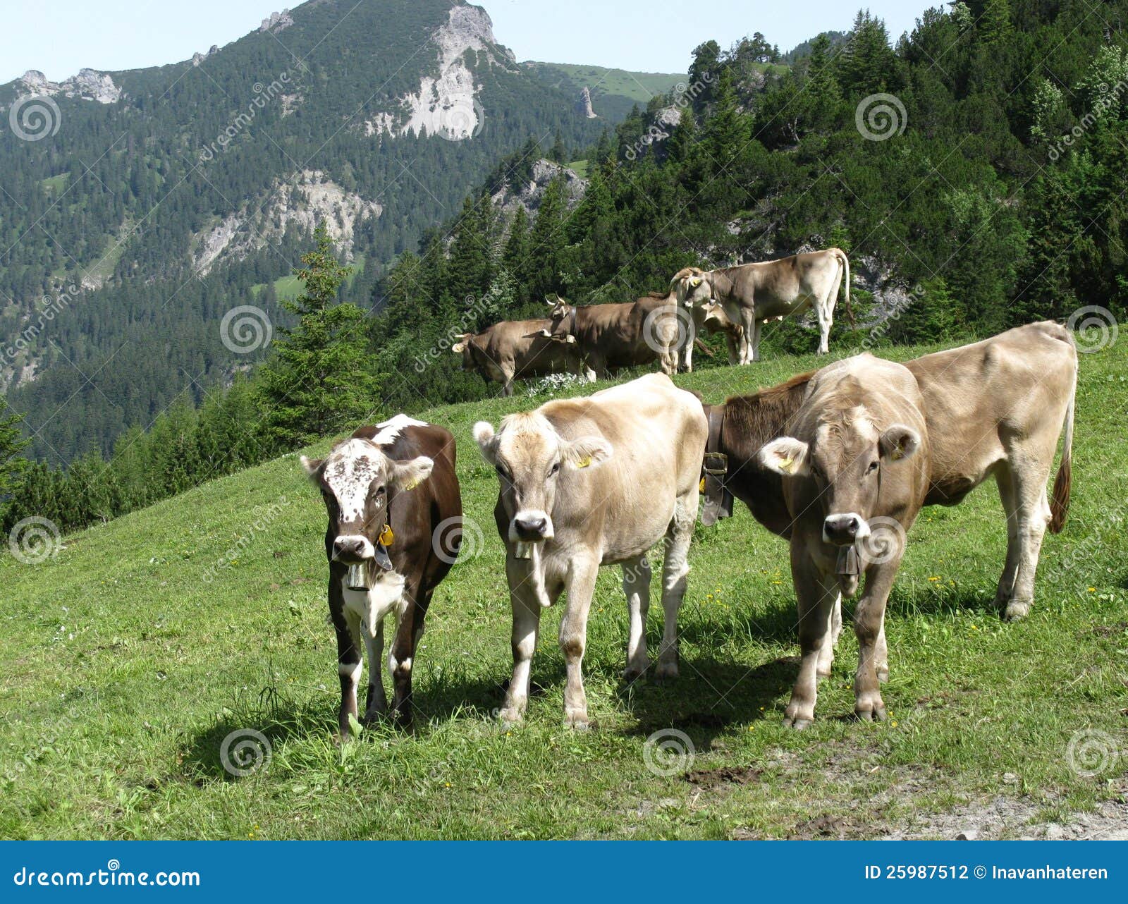 Swiss Cows in the Mountains of Liechtenstein Stock Photo - Image of ...