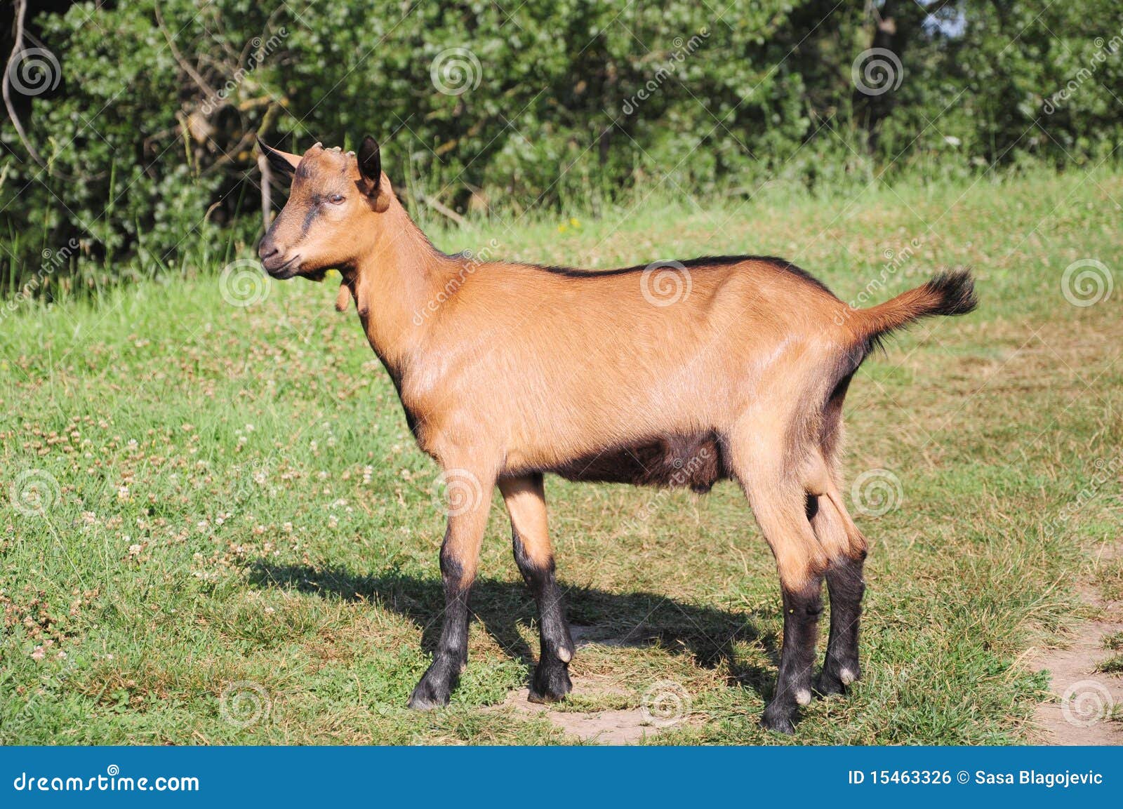 Swiss dairy goat stock photo. Image of milk, pasture - 15463326