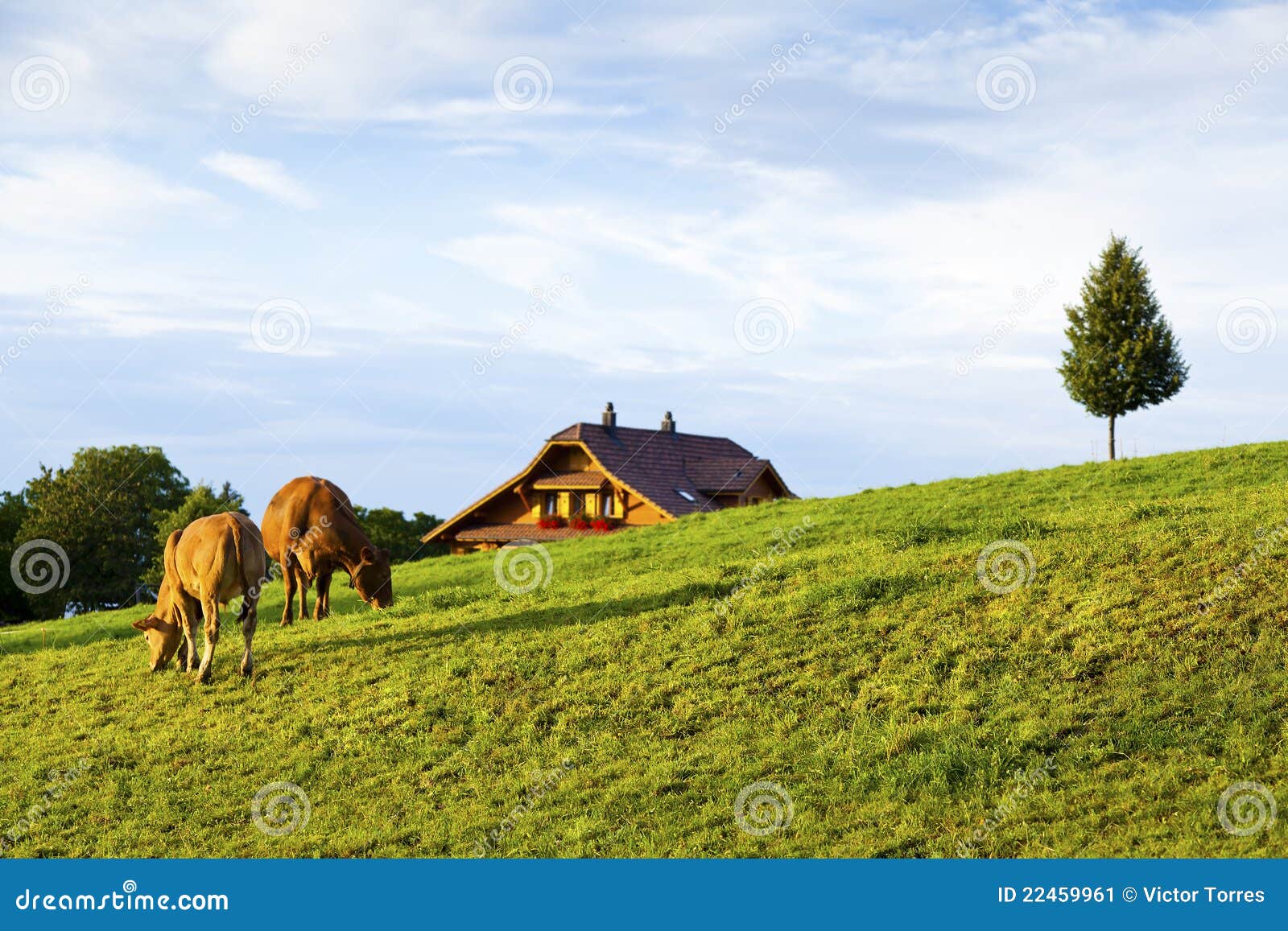 Swiss Farm in Kriens Countryside Stock Image - Image of agriculture ...