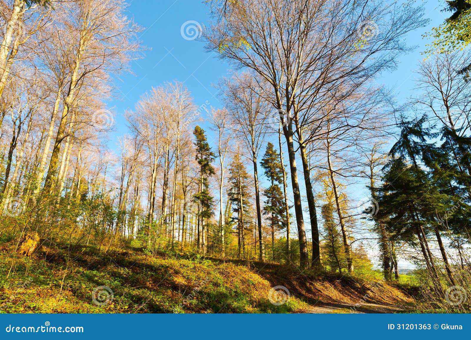 Swiss Forest stock image. Image of rural, hill, plant - 31201363