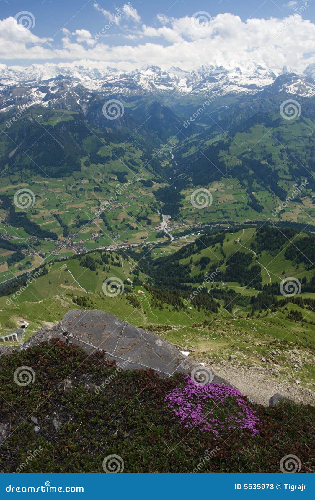 Swiss Landscape, Alpine Flower Stock Photo - Image of valley, vacation ...