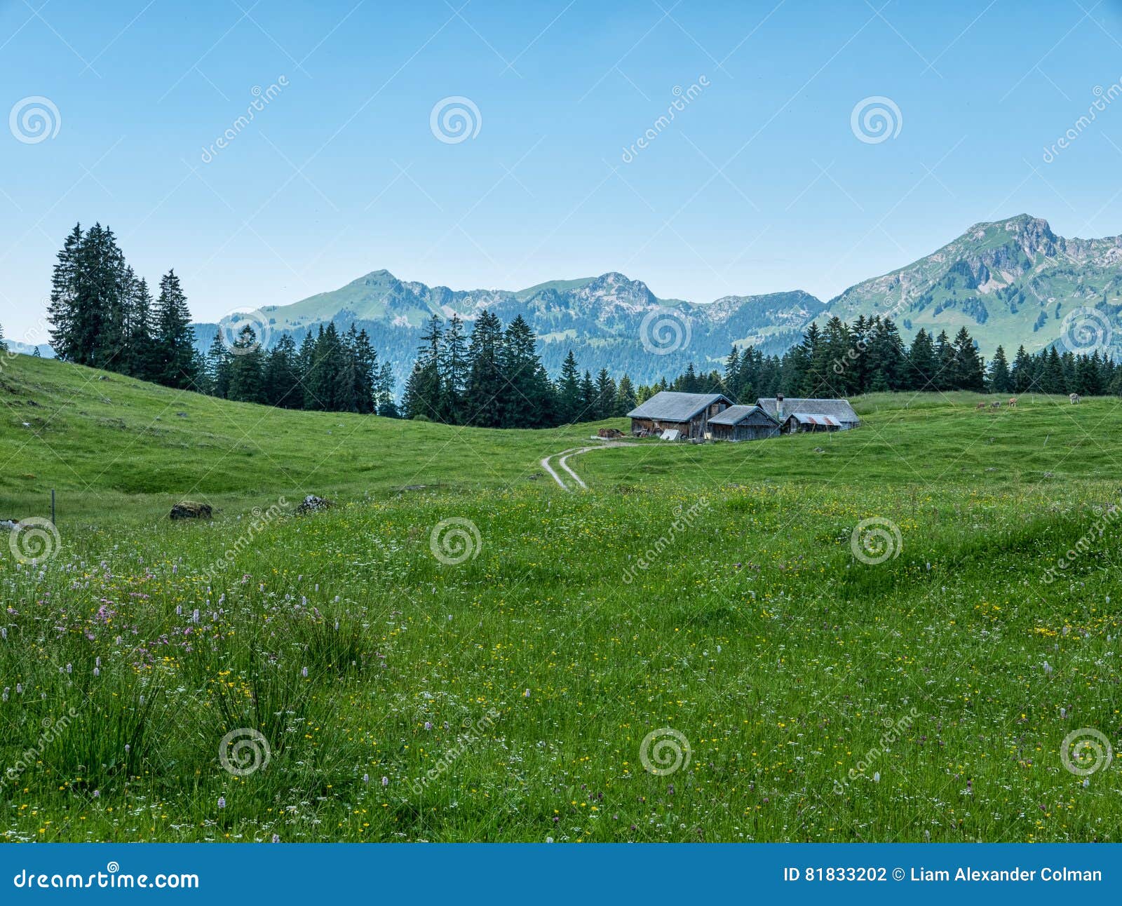 Swiss Landscape - Mountains and Forest in Switzerland Editorial ...
