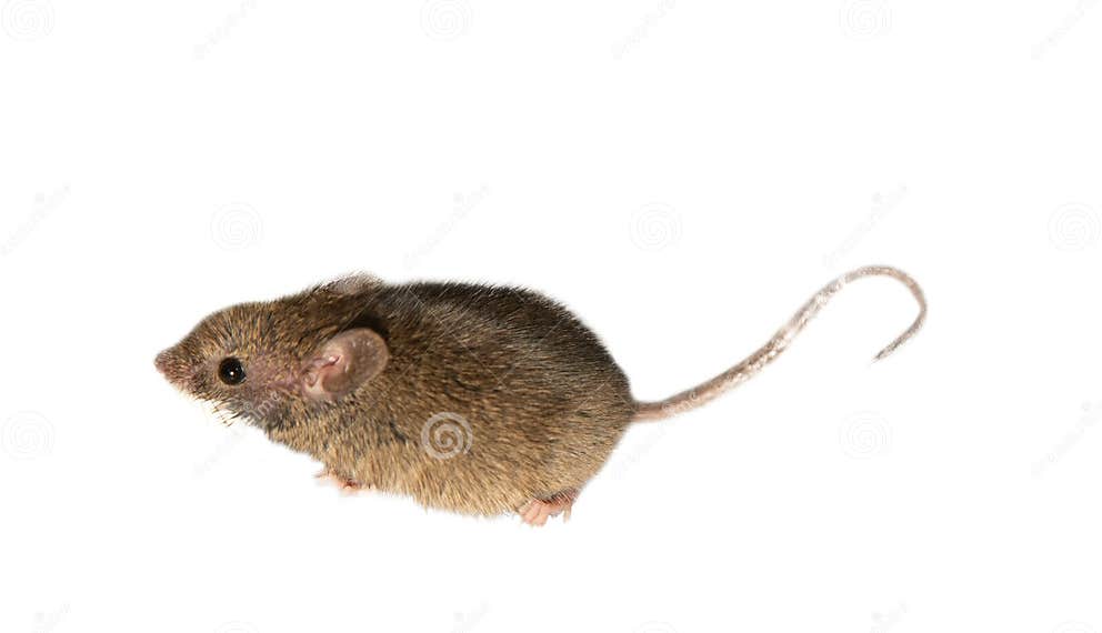Swiss Mice Isolated in White Foto de archivo - Imagen de roedor ...
