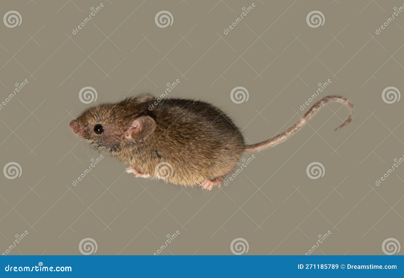 Swiss Mice Isolated in White Imagem de Stock - Imagem de produtos ...
