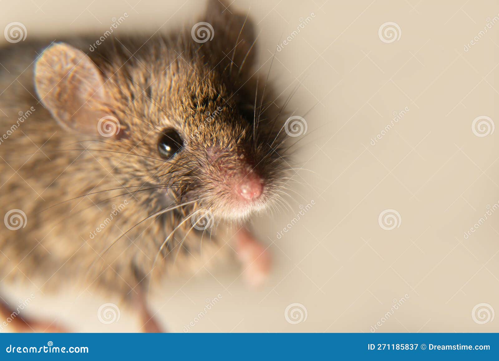 Swiss Mice Isolated in White Imagen de archivo - Imagen de granja ...