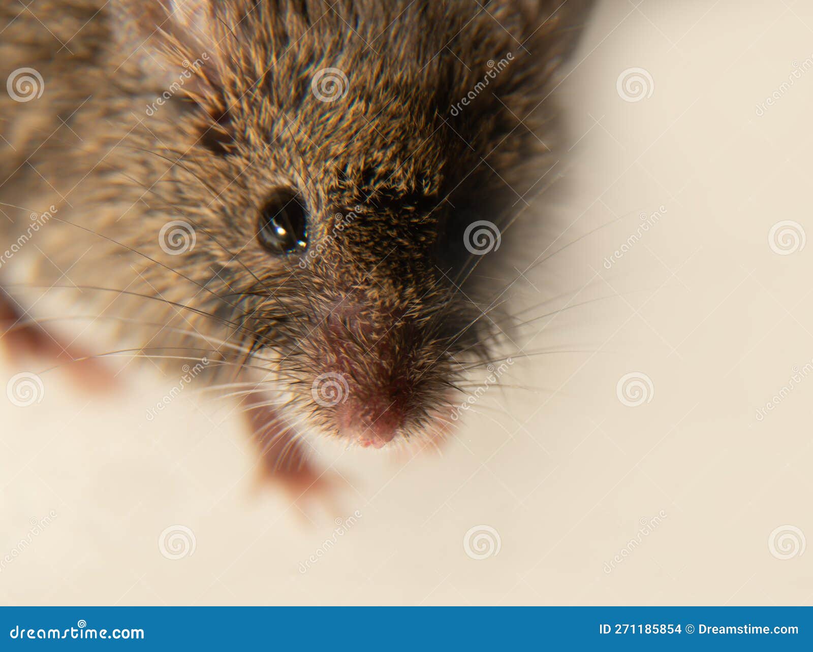 Swiss Mice Isolated in White Foto de archivo - Imagen de suizo ...