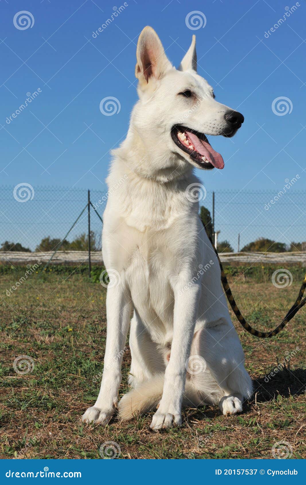 Swiss shepherd stock image. Image of shepherd, pedigree - 20157537