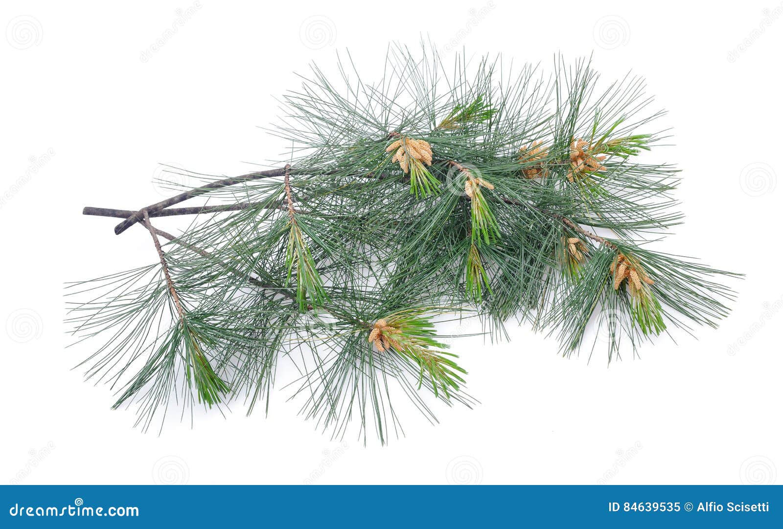 A Stone Pine Tree, Known As Italian Stone Pine, Botanical Name Pinus ...