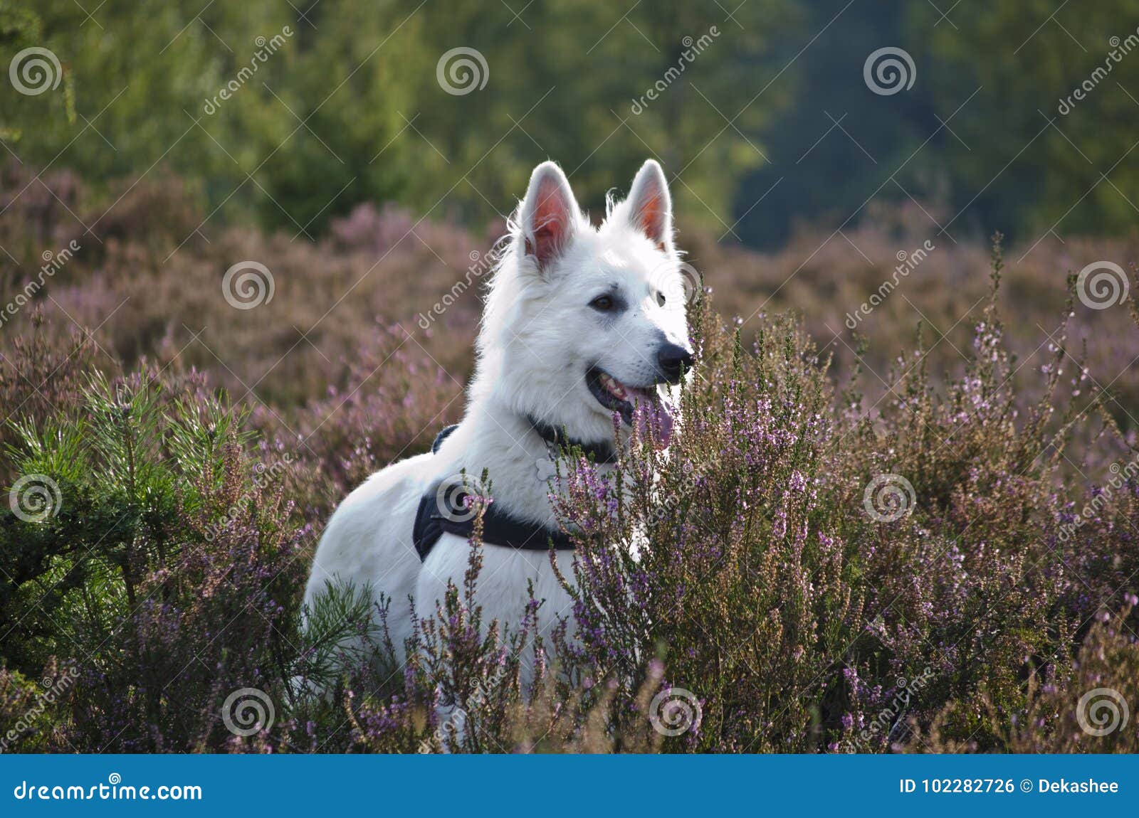 Swiss White Shepard on the Heaths Stock Photo - Image of witte, daywalk ...
