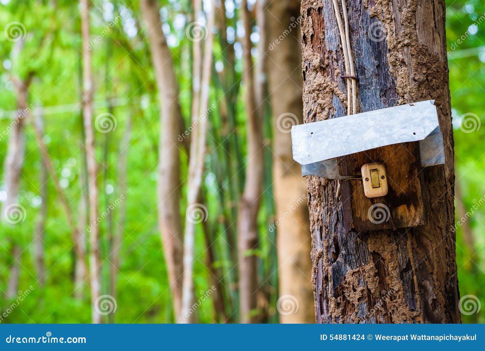 Switch in the forest stock photo. Image of galvanized - 54881424