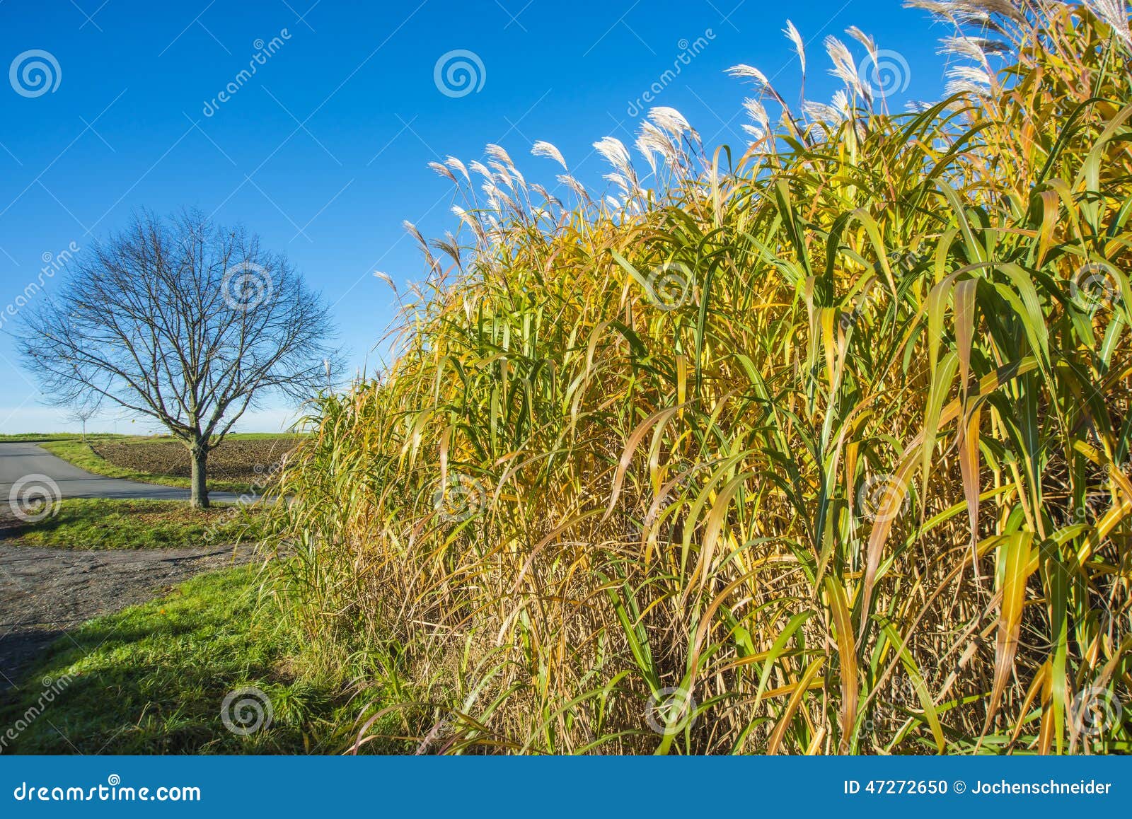 Switch grass in autumn stock photo. Image of field, switchgrass - 47272650