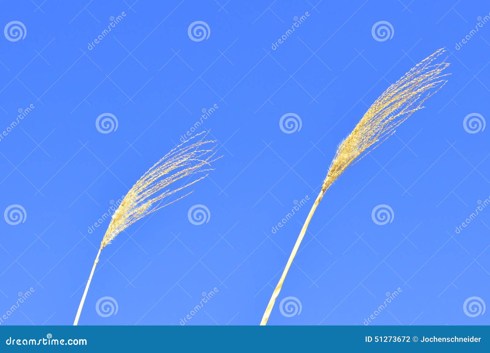 Miscanthus,switch Grass In Winter Stock Image | CartoonDealer.com #29342035